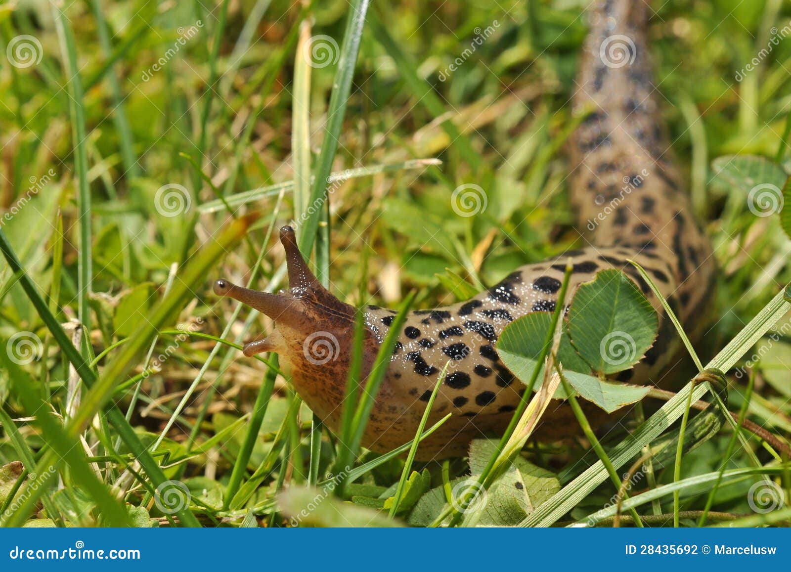Tiger snail stock photo. Image of close, meadow, stretch - 28435692