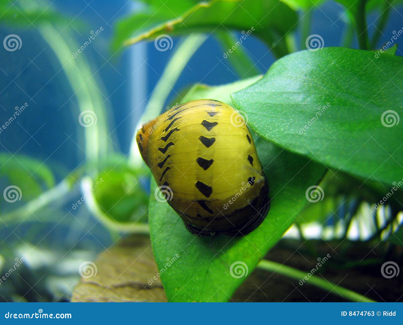 Tiger snail stock image. Image of animal, neritina, nature - 8474763
