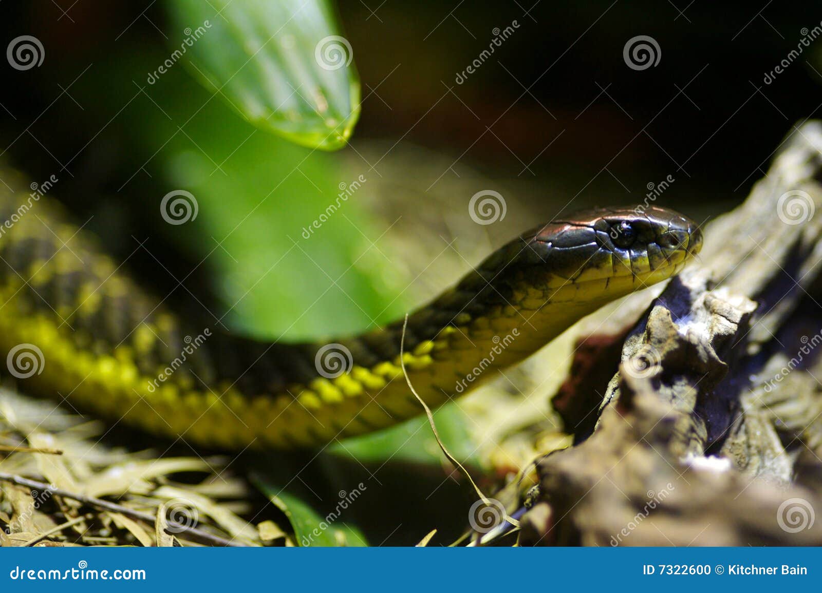 Tiger Snake stock photo. Image of reptile, wild, snakes - 7322600