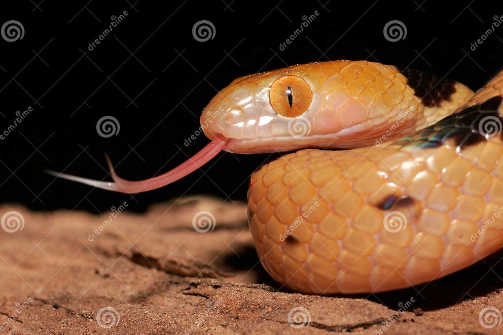 Tiger snake stock photo. Image of predator, poisonous, horizontal - 810590