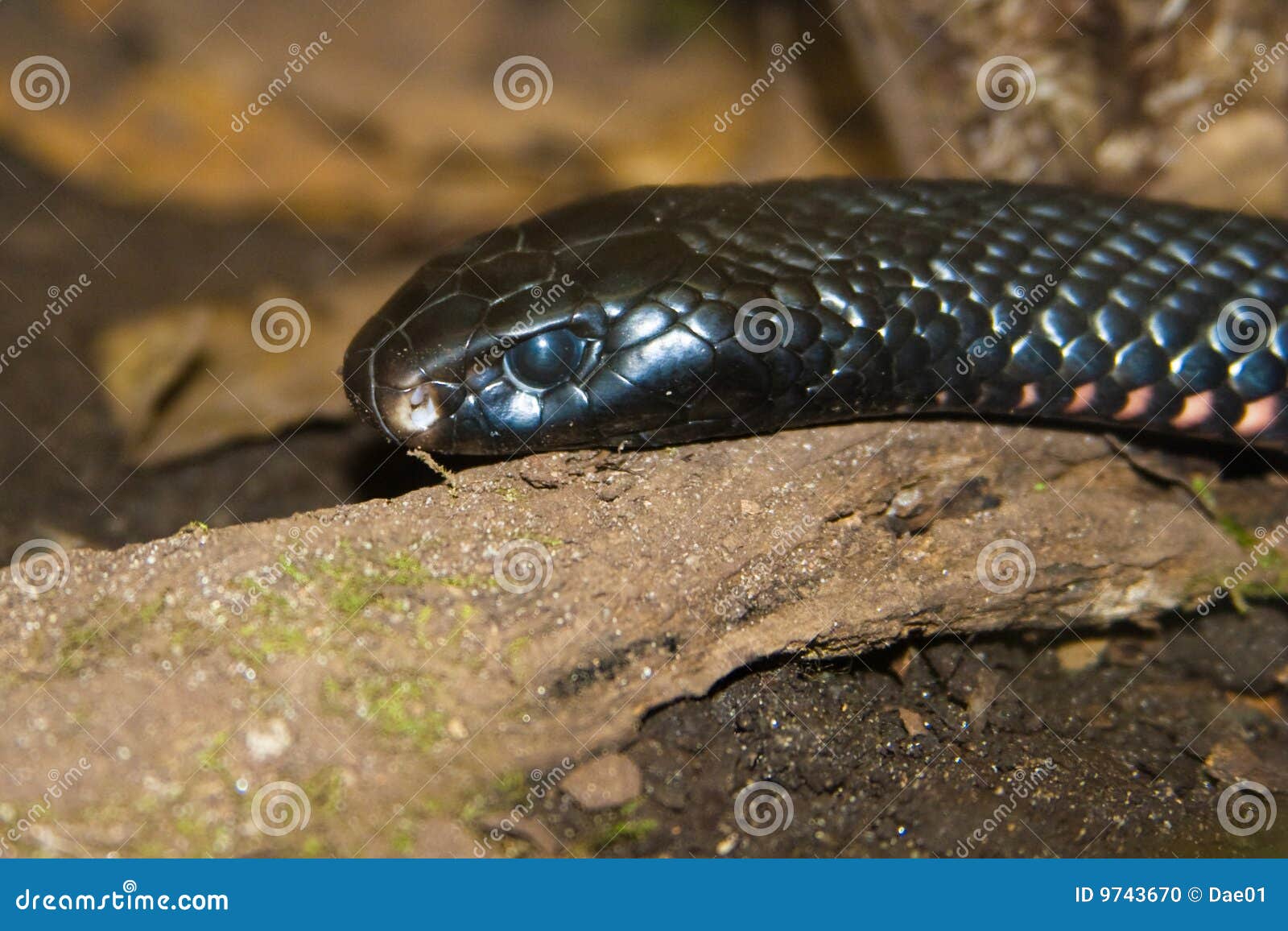 Australian Tiger Snake Rearing Its Head. Royalty-Free Stock Photography ...