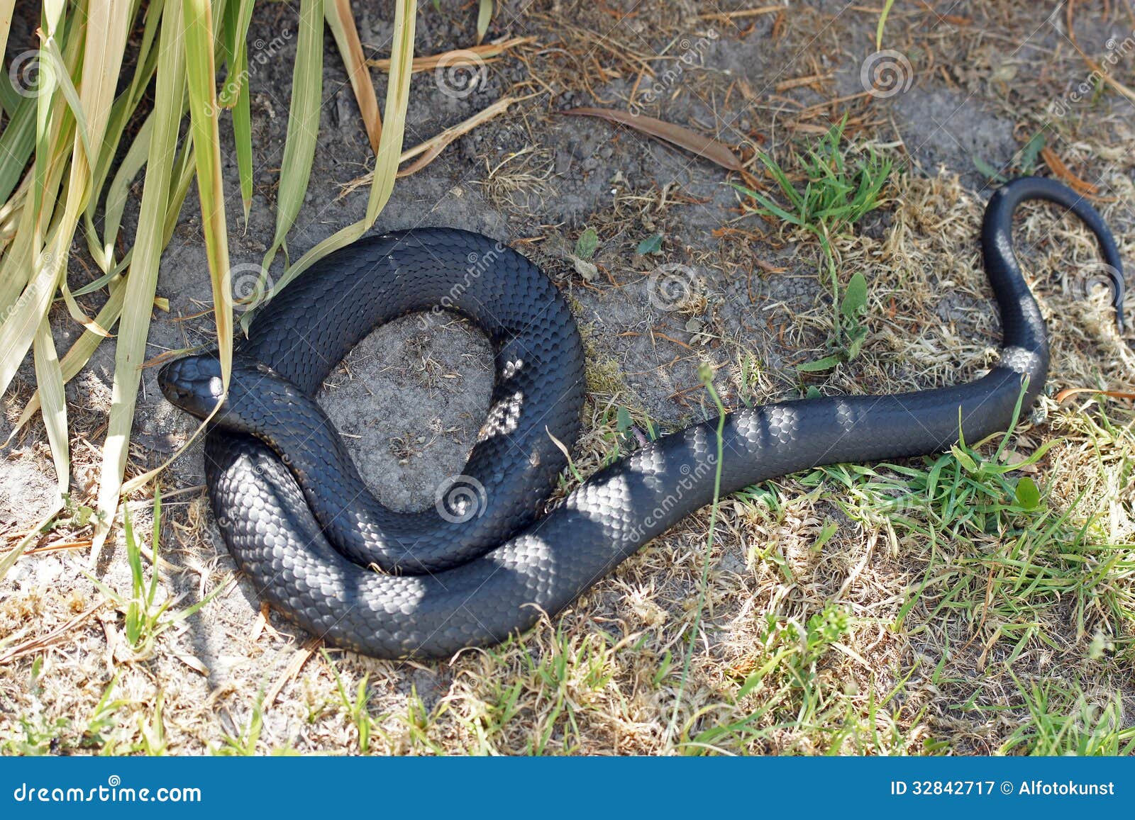 Australian Tiger Snake