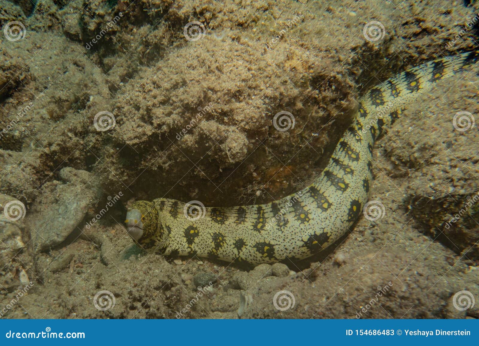 Tiger Snake Eel En Mer Rouge Image stock - Image du normal, faune ...