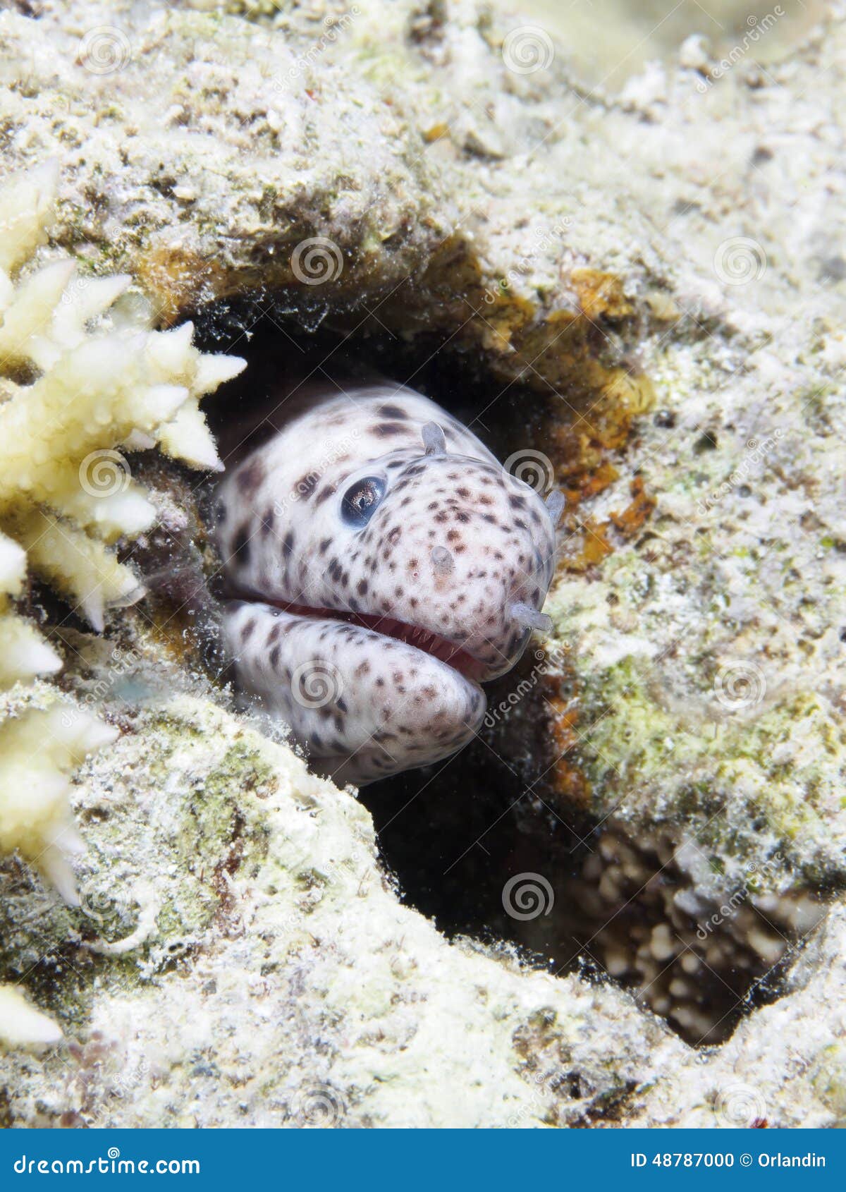 Tiger snake moray stock photo. Image of vivid, scuticaria - 48787000