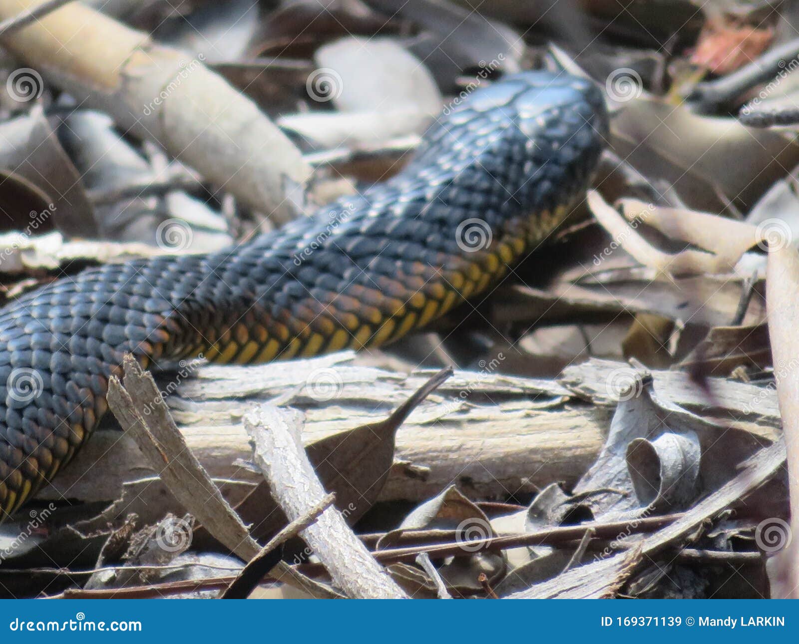 Tiger snake stock image. Image of path, tiger, slithering - 169371139