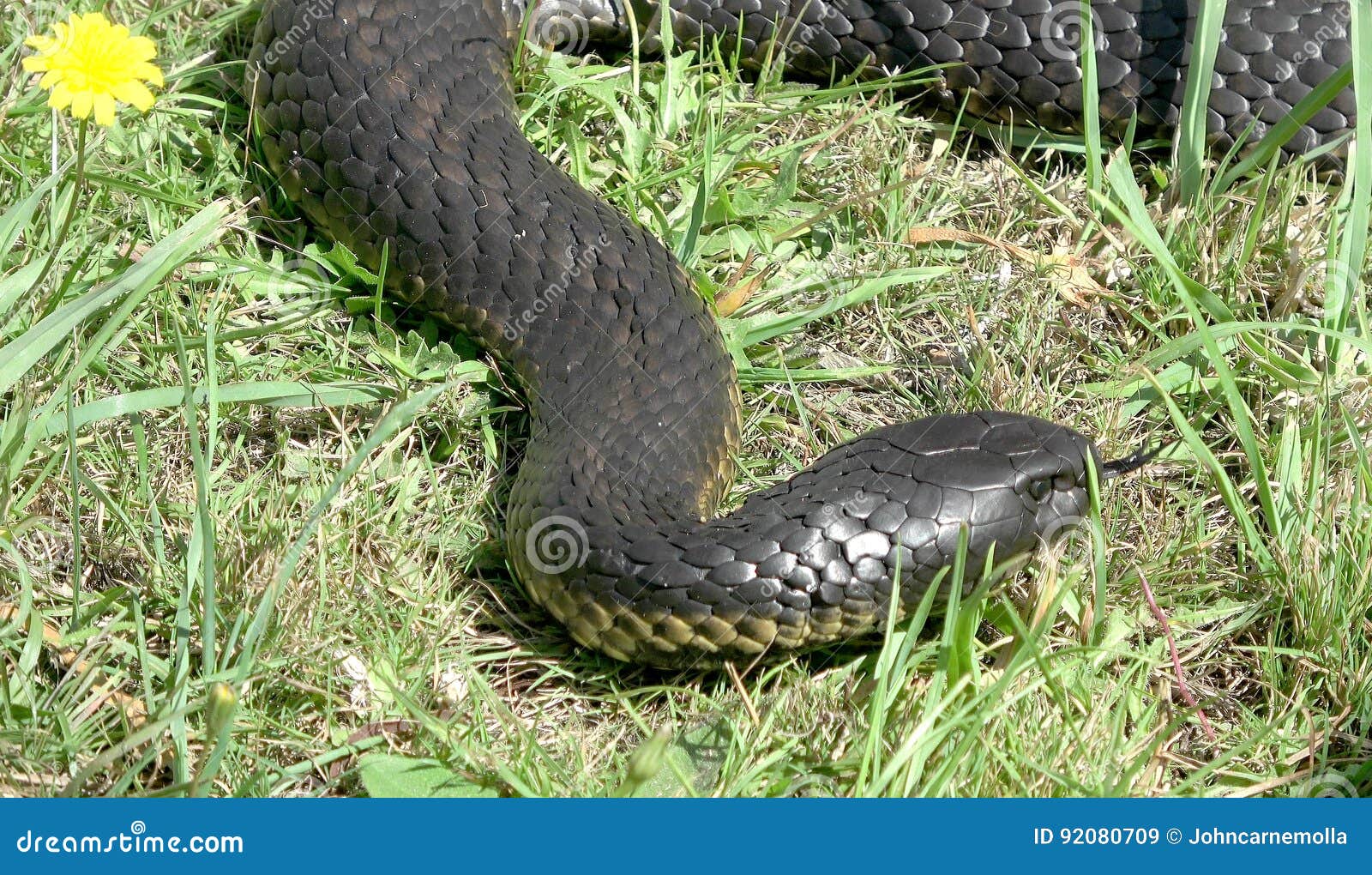 Tiger snake stock image. Image of snake, tiger, snakes - 92080709