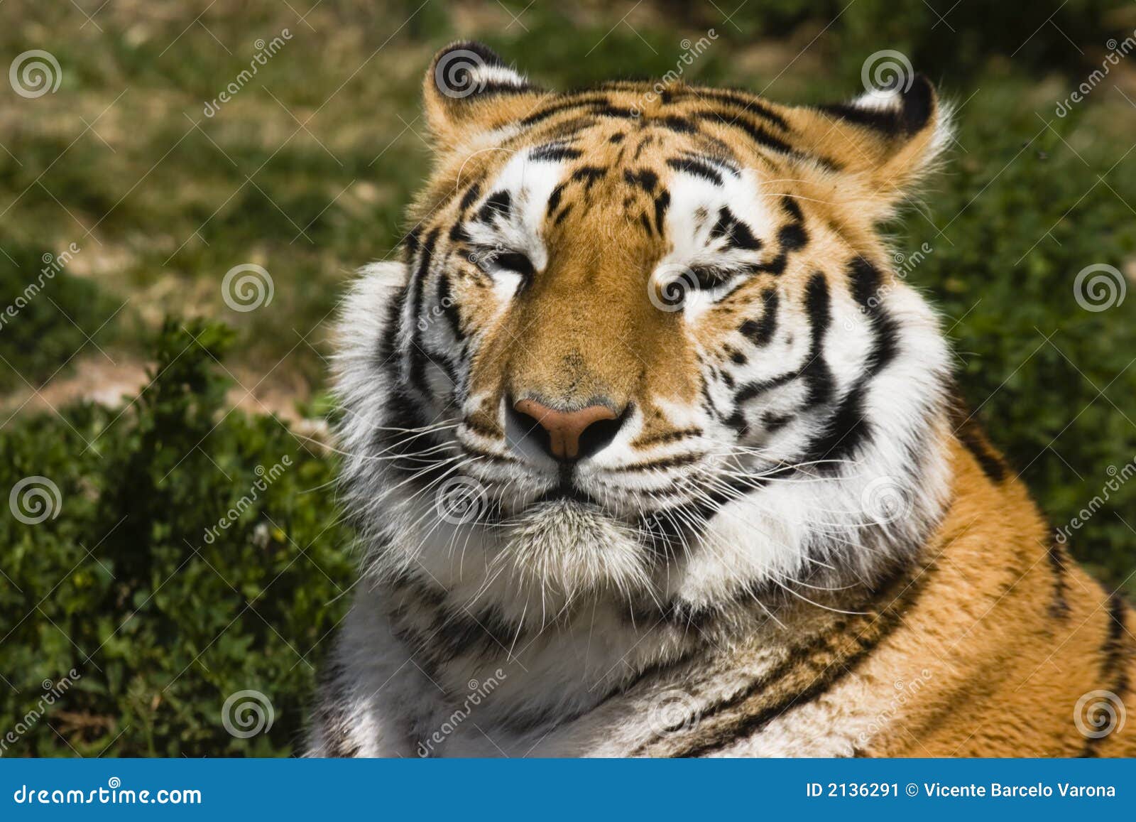 Tiger snapping stock image. Image of beauty, animal, black - 2136291