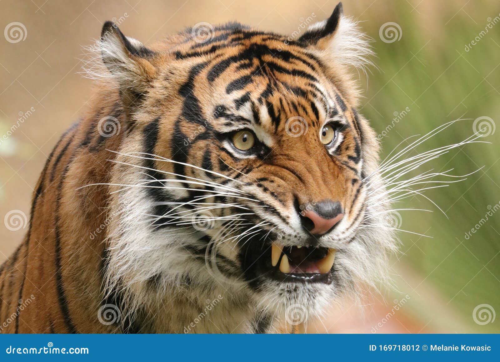 Tiger snarl stock photo. Image of snarl, hearts, snarling - 169718012
