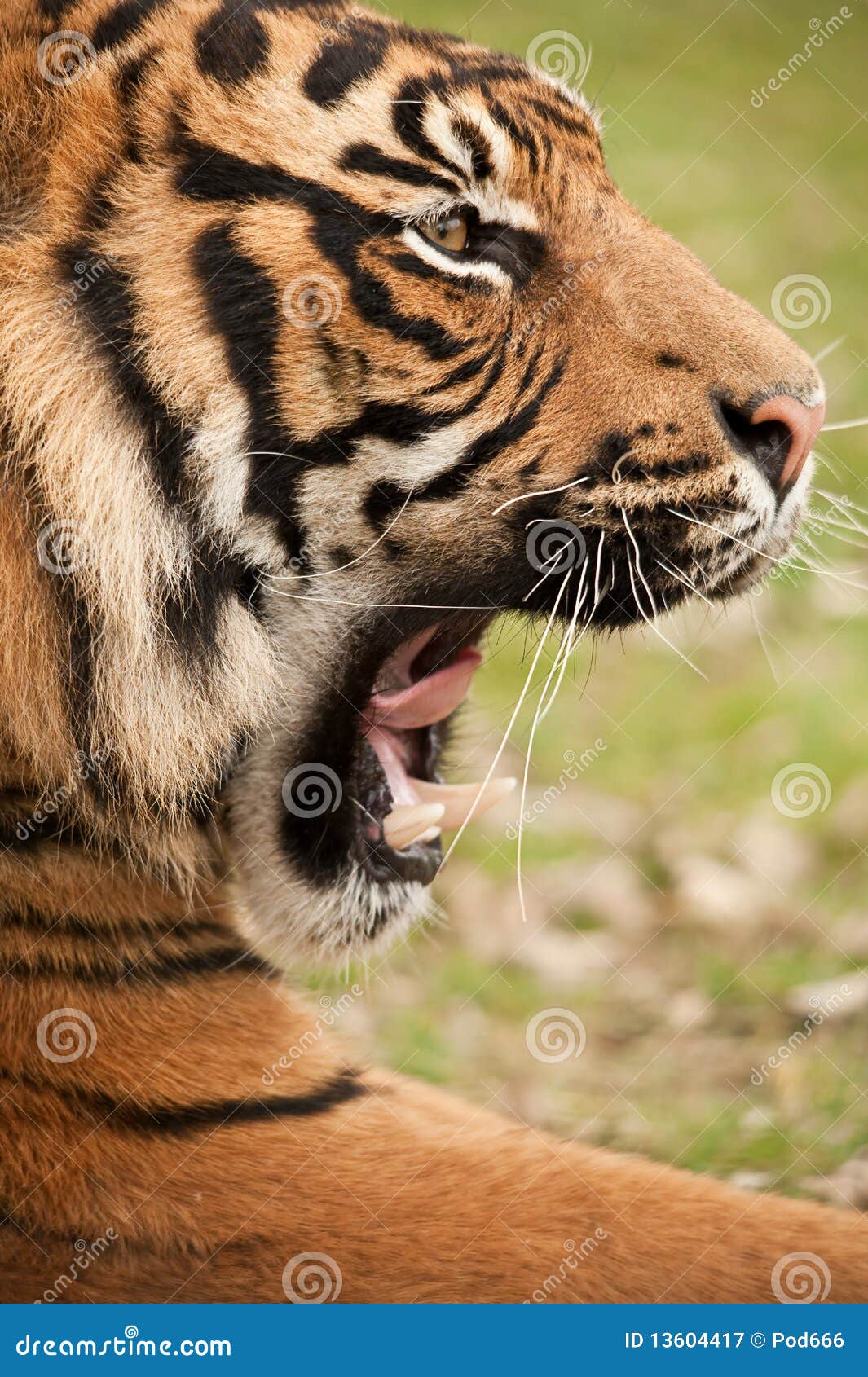 Tiger snarling stock image. Image of feline, angry, rmese - 13604417