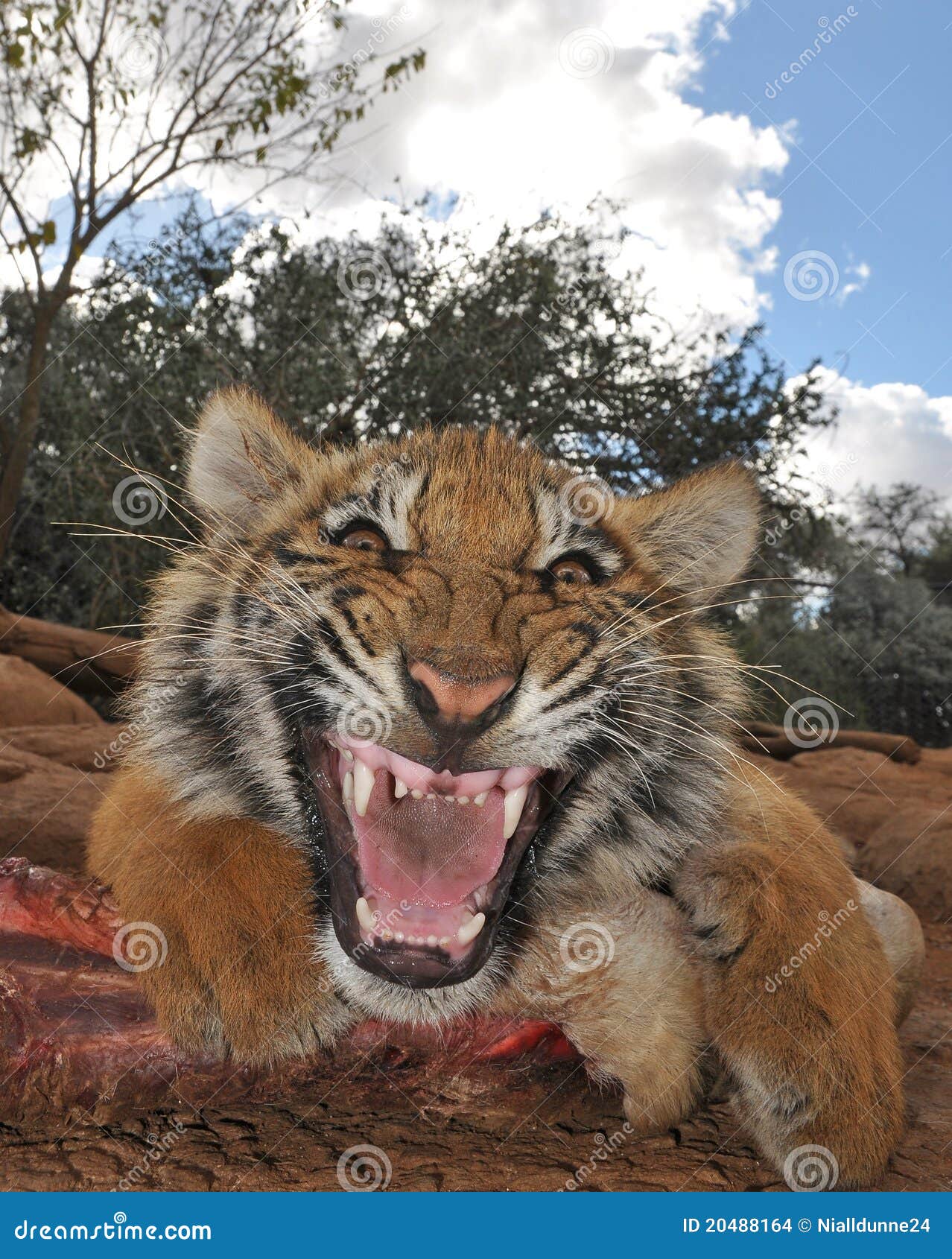 Snarling Tiger