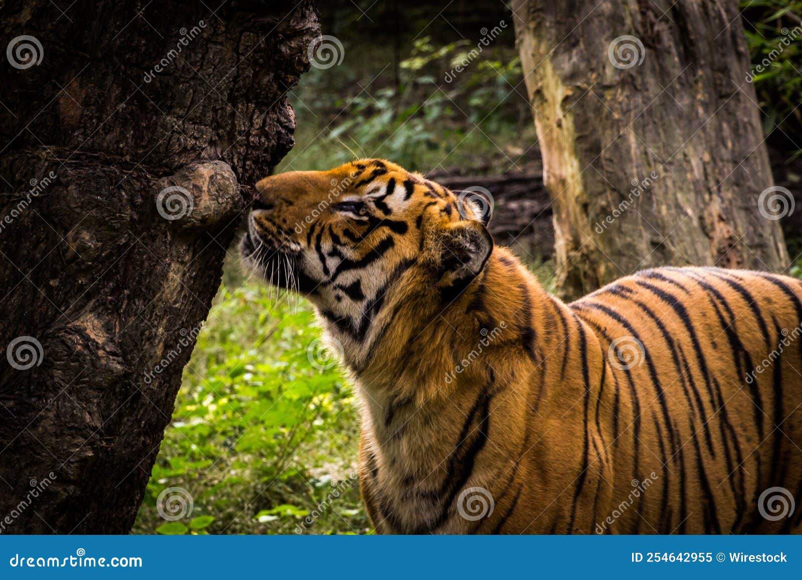 Tiger Sniffing on a Tree Trunk Stock Image - Image of park, wild: 254642955