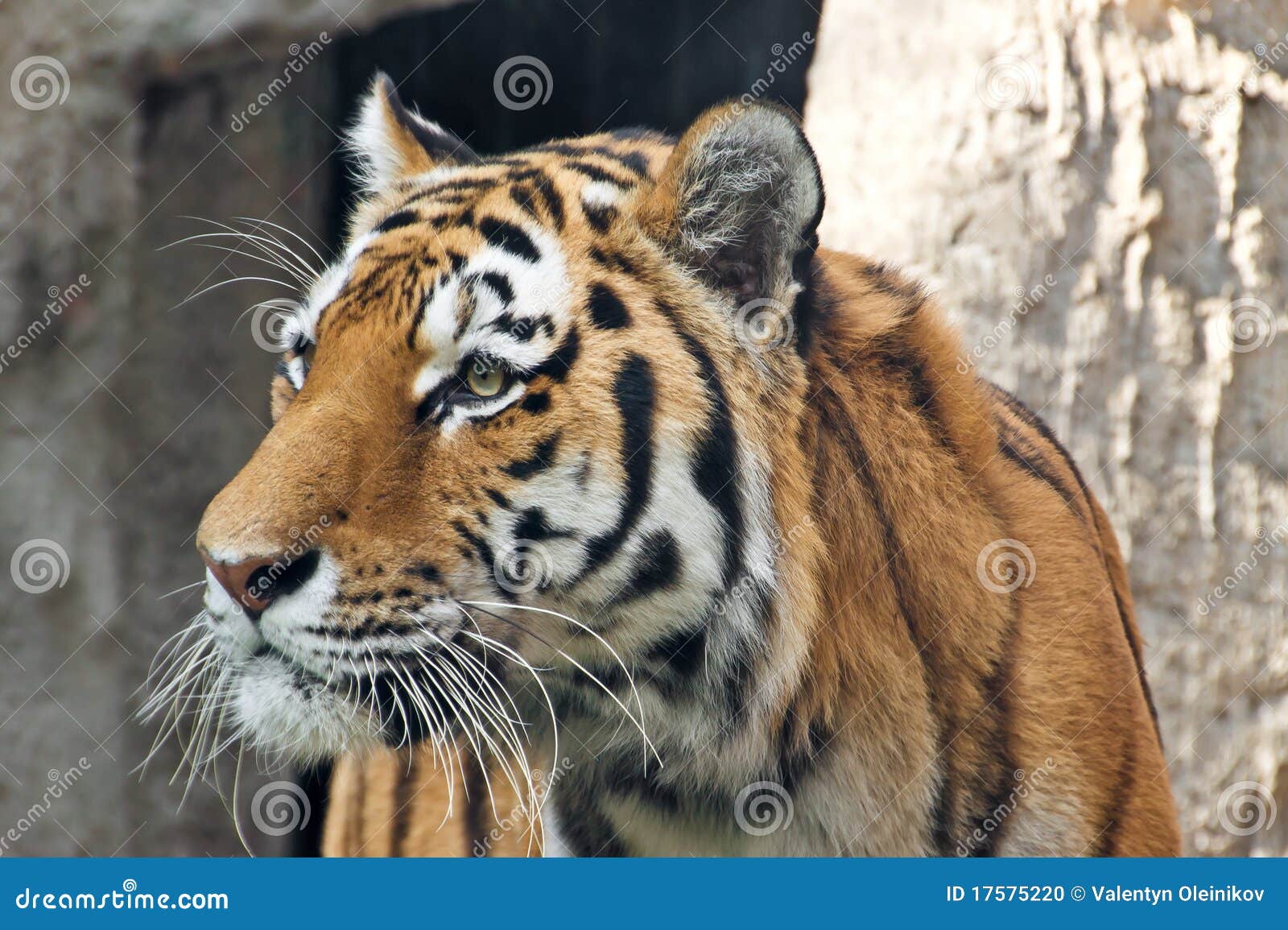 Tiger snout close up stock photo. Image of looking, undomesticated ...