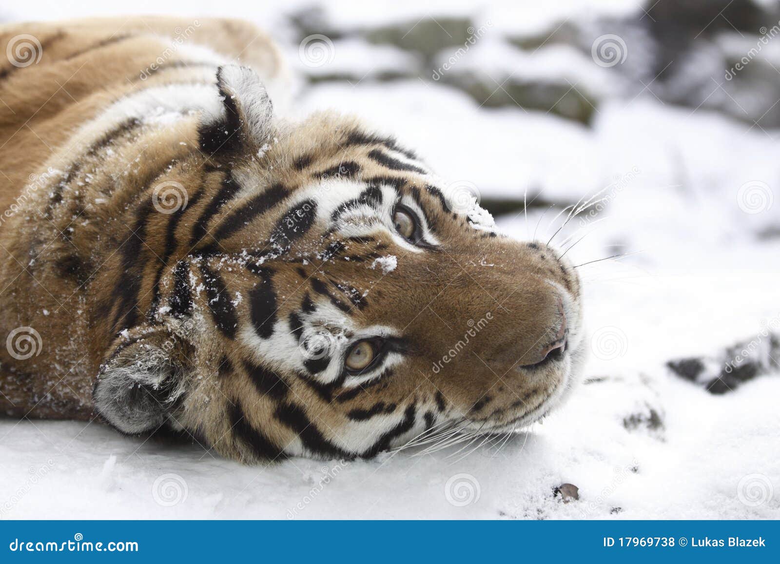 Tiger on snow stock photo. Image of carnivore, animal - 17969738