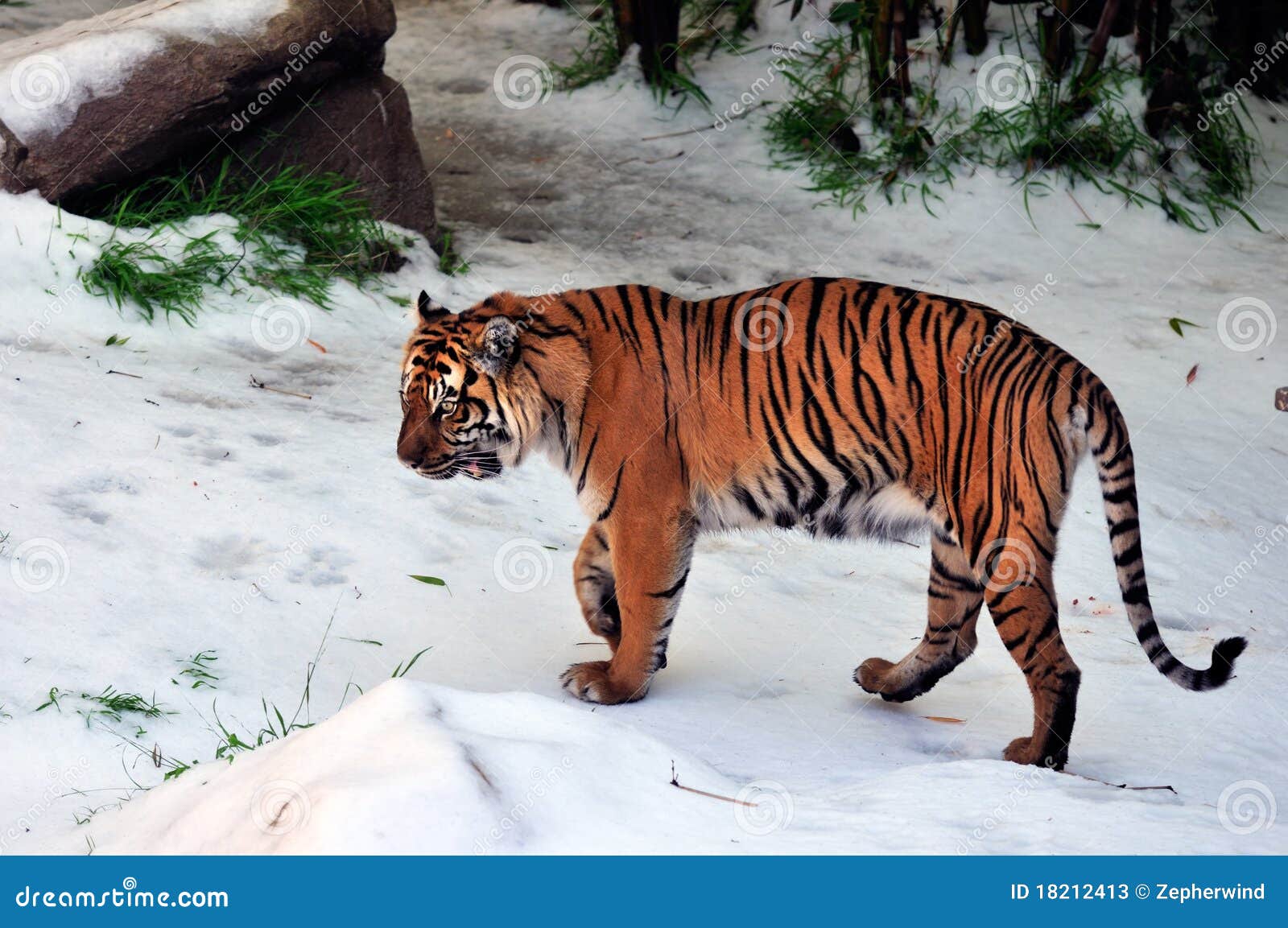 Tiger In Snow Stock Photos - Image: 18212413