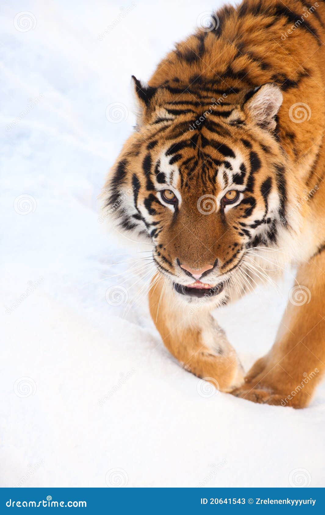 Tiger on the snow stock image. Image of tigris, carnivore - 20641543