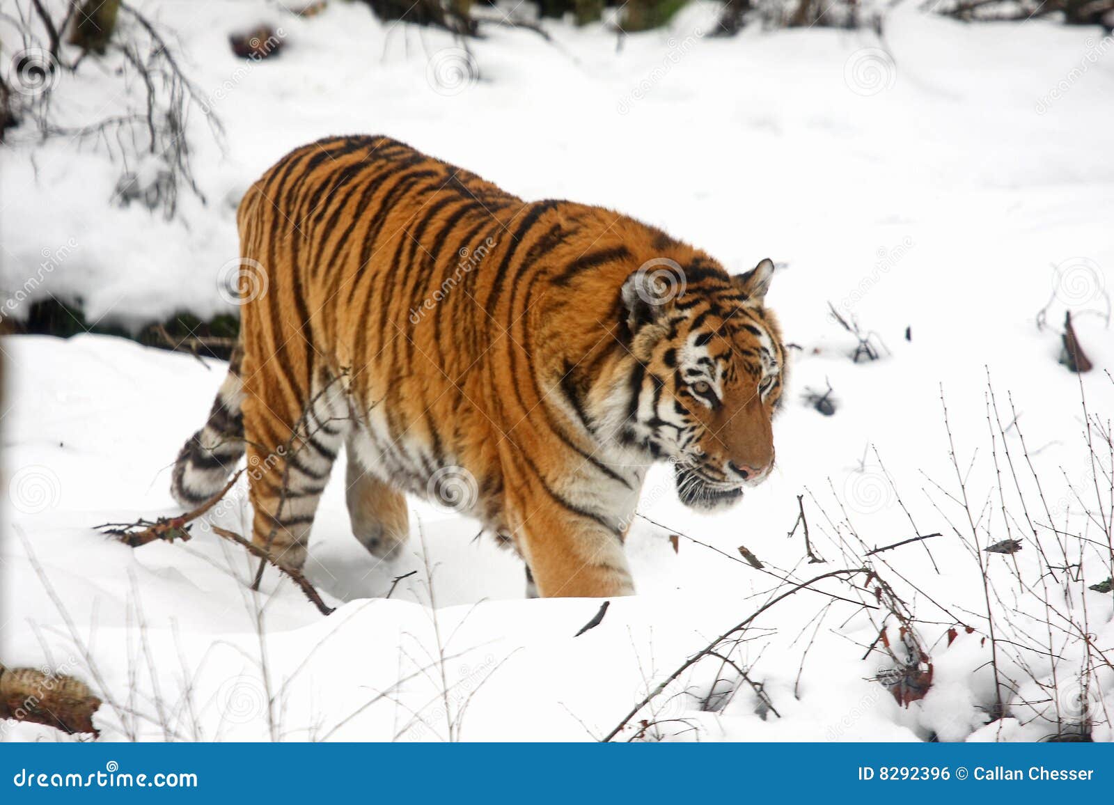 Tiger in the snow stock photo. Image of kincraig, whiskers - 8292396