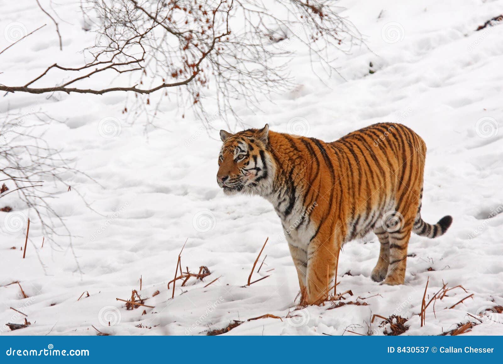 Tiger in the snow stock image. Image of cold, whiskers - 8430537