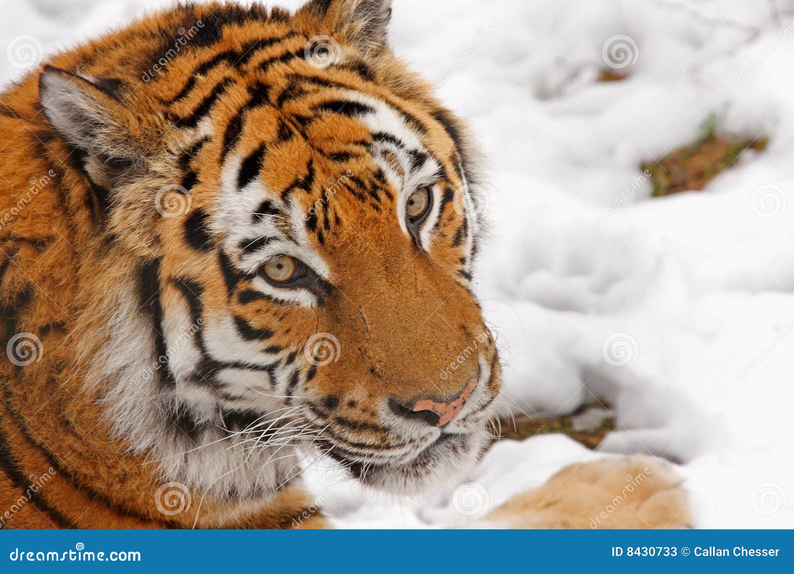Tiger in the snow stock image. Image of whiskers, tiger - 8430733