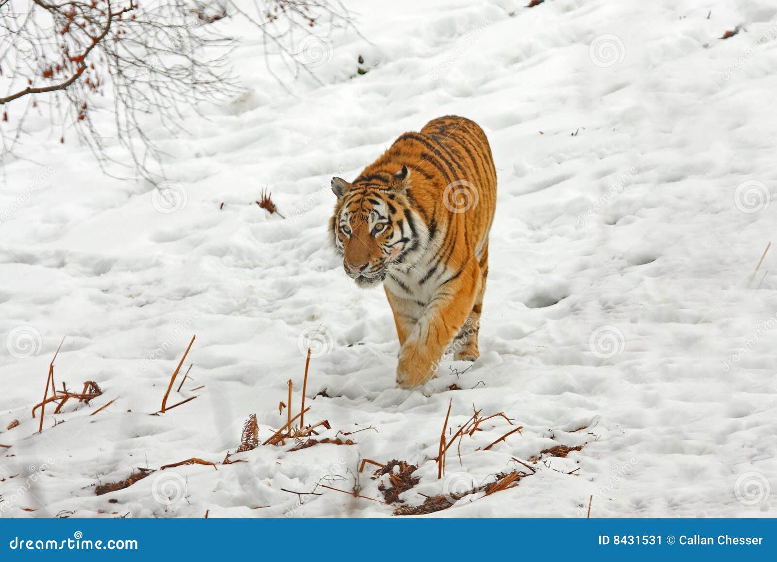 Tiger in the snow stock image. Image of tigress, cold - 8431531
