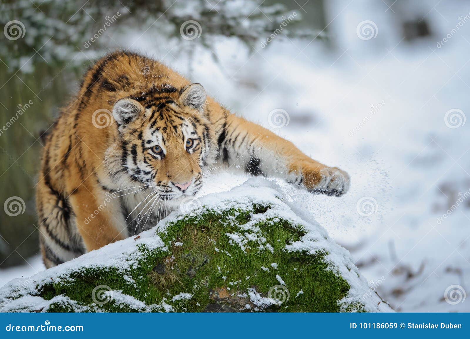 Tiger on Snow before Attack Stock Image - Image of animal, hazard ...
