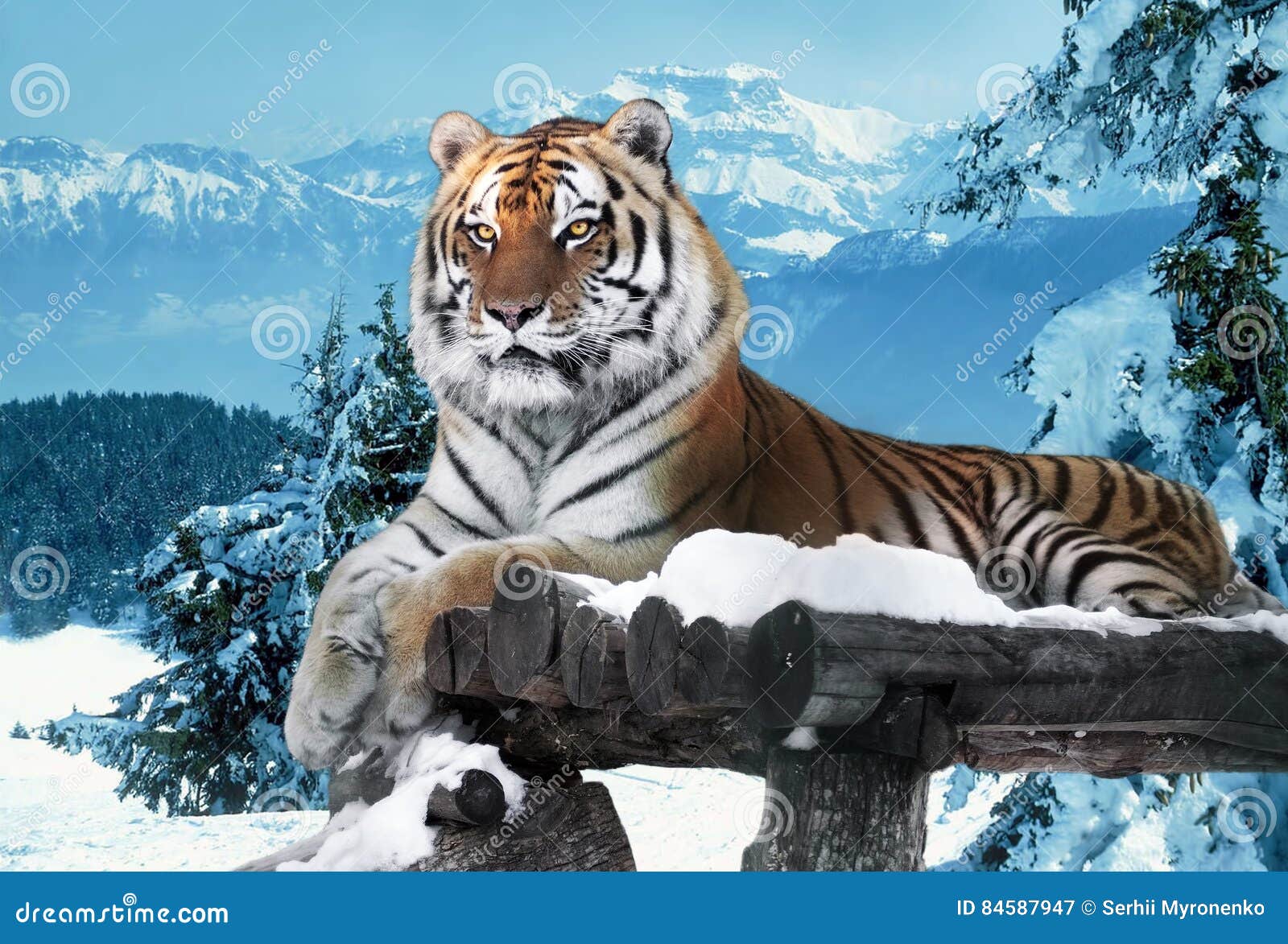 Tiger at the Snow Mountains Laying at Wood Stock Image - Image of face ...