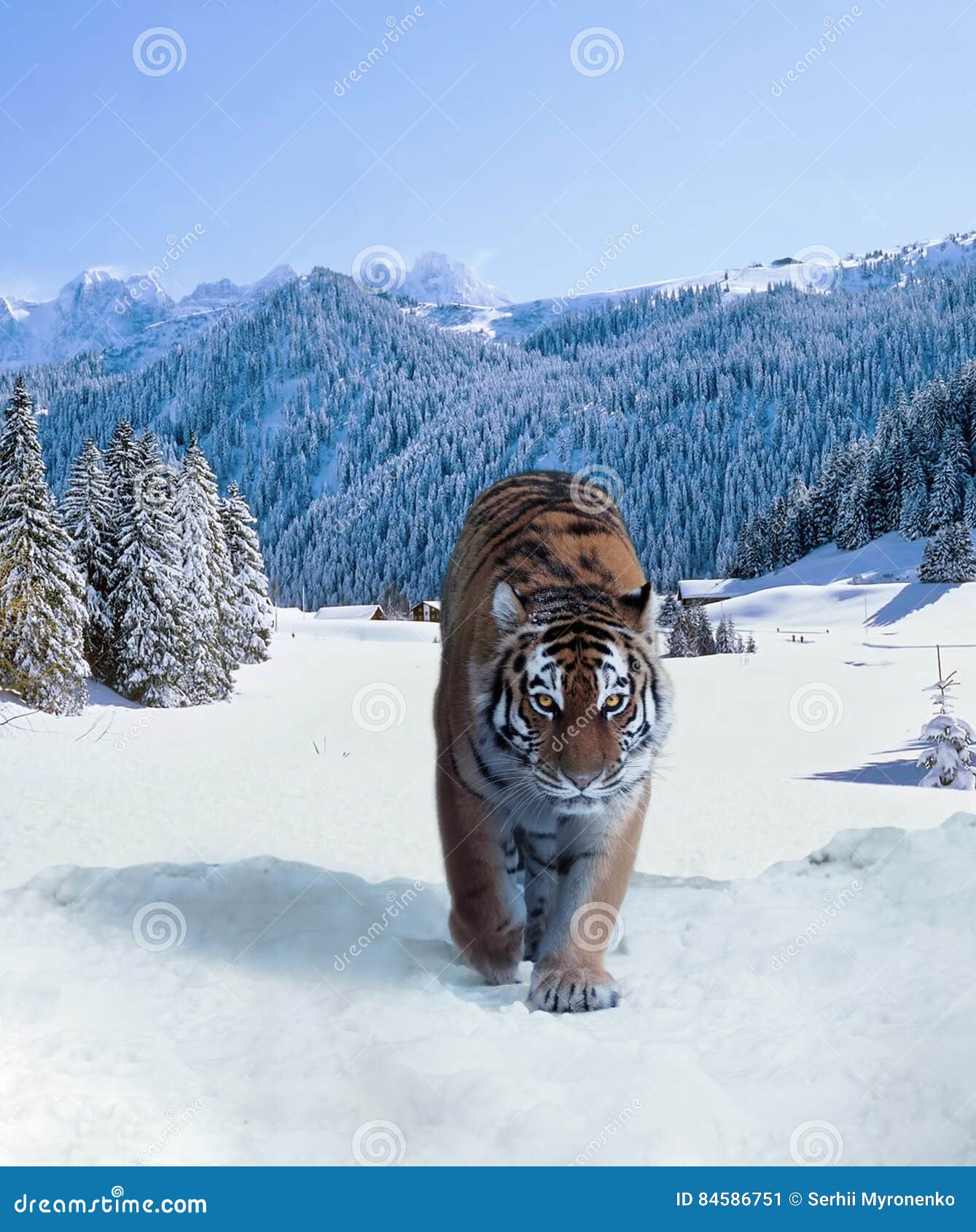 Tiger at Snow Mountains Stranger Picture Stock Image - Image of hunting ...