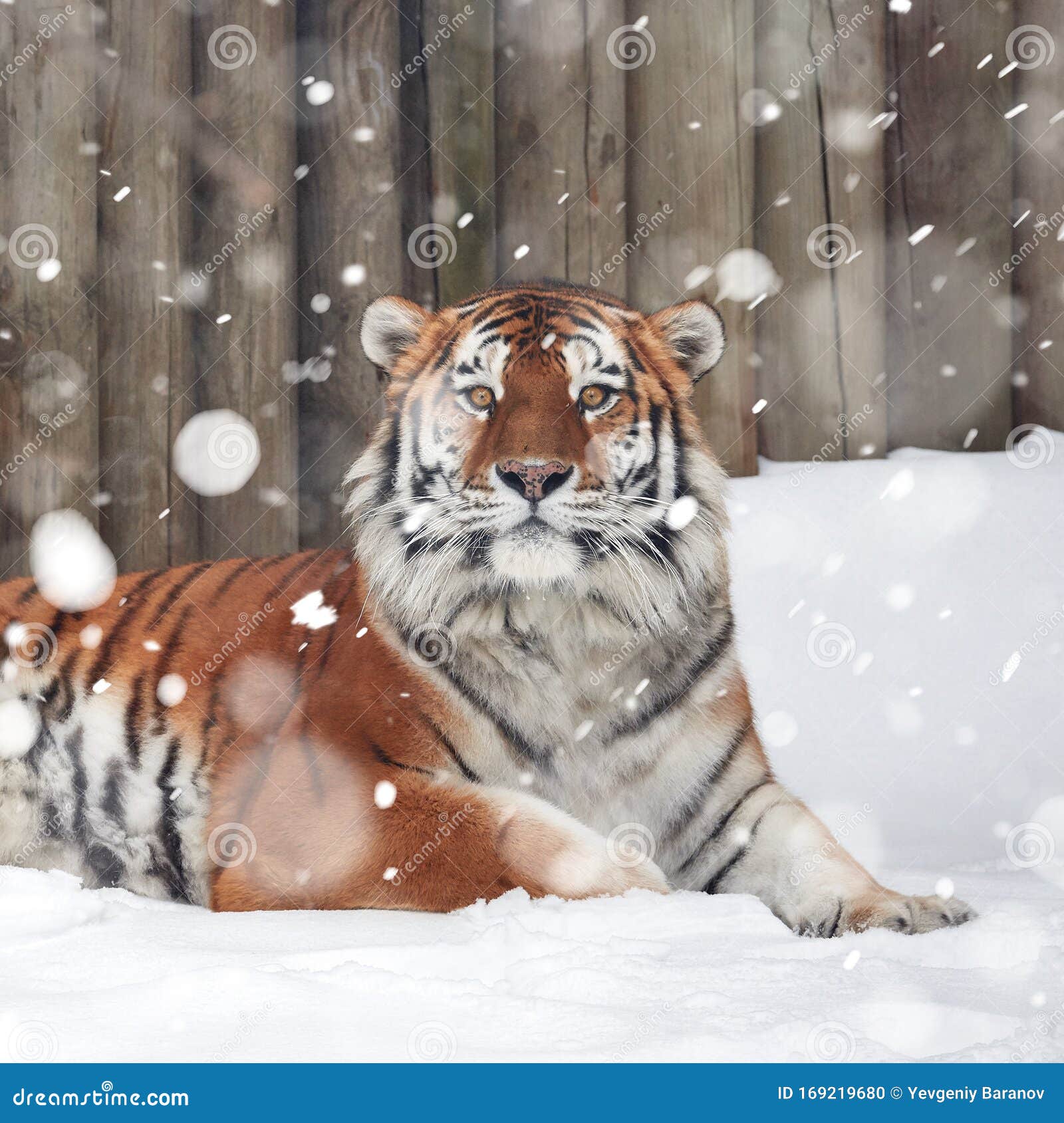 Tiger on the Snow. Snowfall Stock Photo - Image of amur, frozen: 169219680