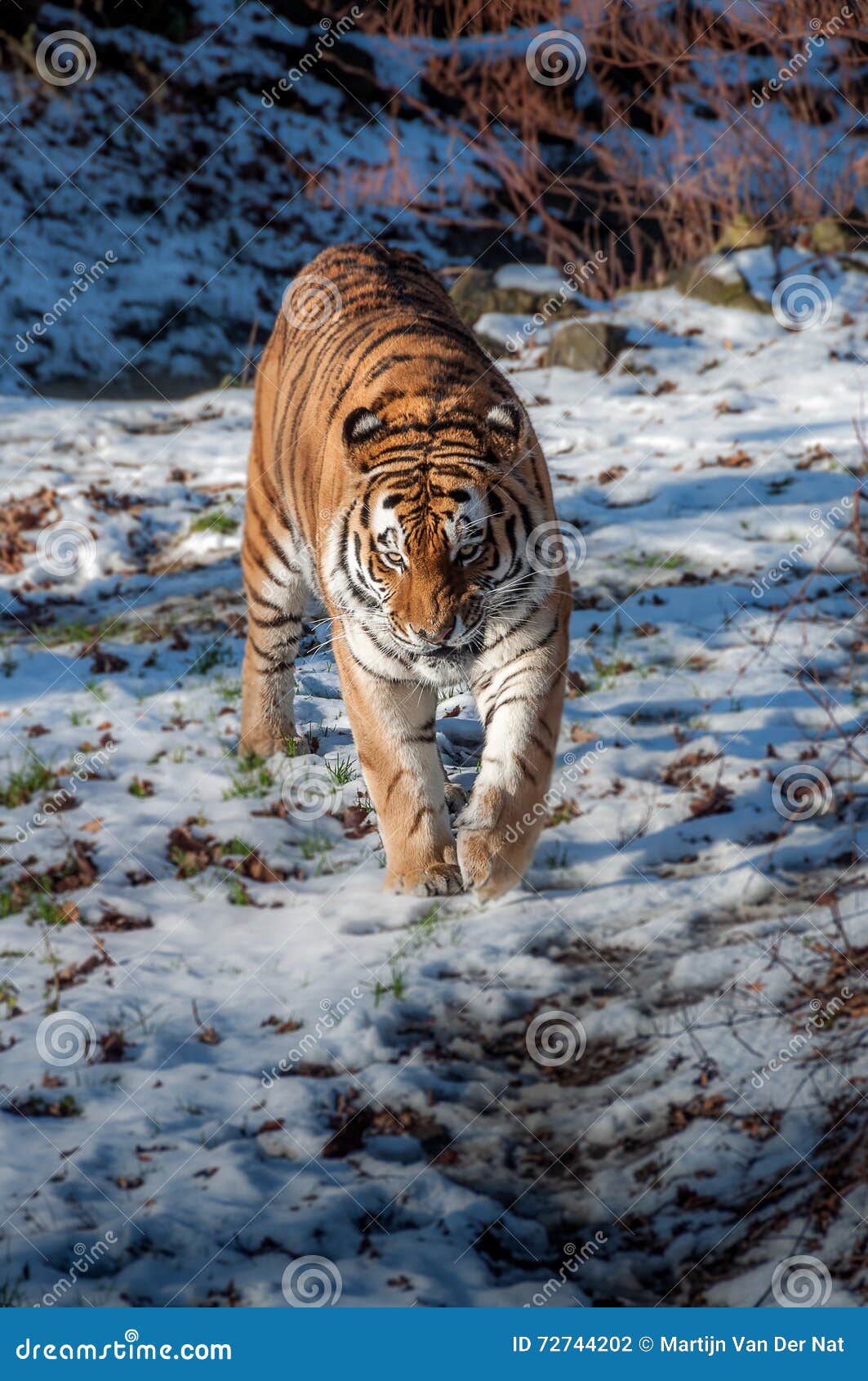 Tiger in the snow stock photo. Image of tigress, panthera - 72744202