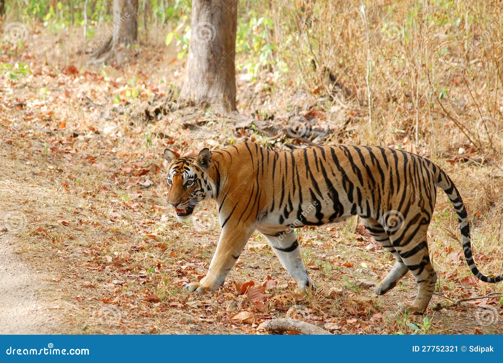 Tiger som går i skog fotografering för bildbyråer. Bild av katt - 27752321