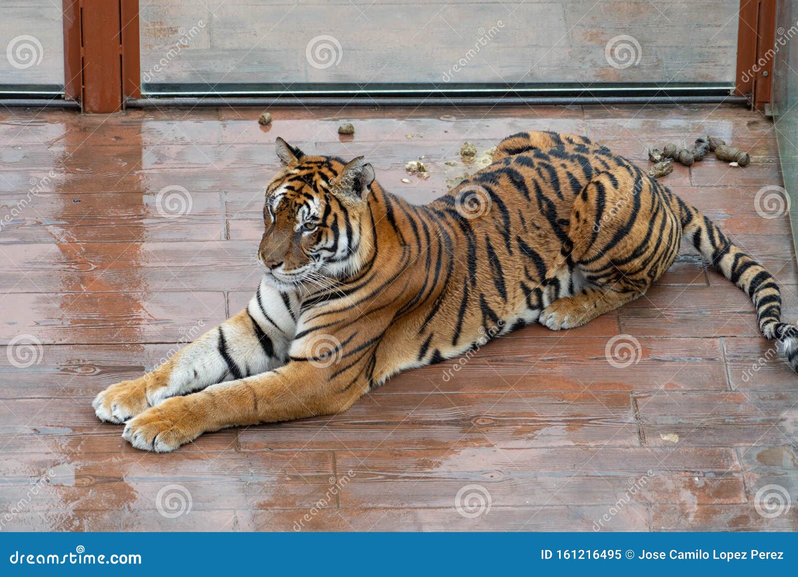 Tiger in a spanish zoo stock image. Image of nature - 161216495