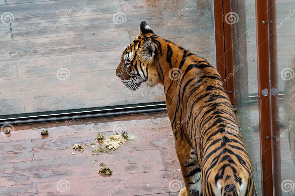 Tiger in a spanish zoo stock image. Image of portrait - 161216501