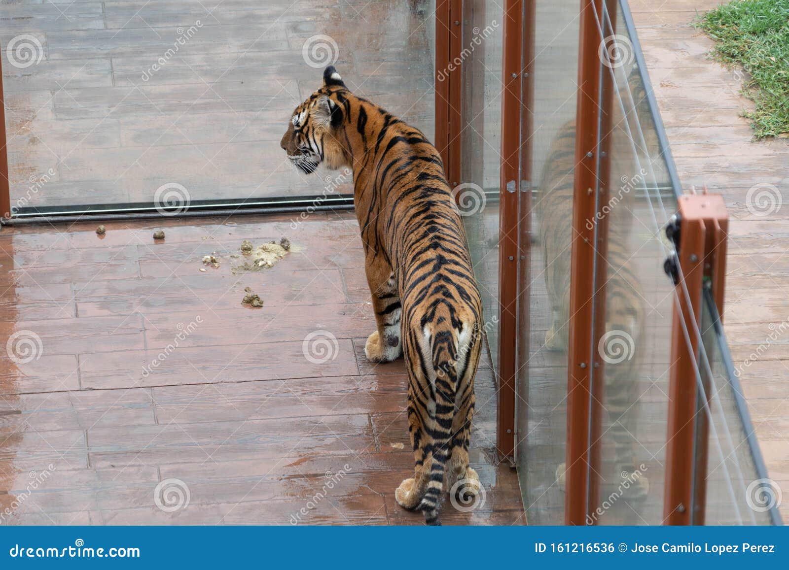 Tiger in a spanish zoo stock photo. Image of face, predator - 161216536