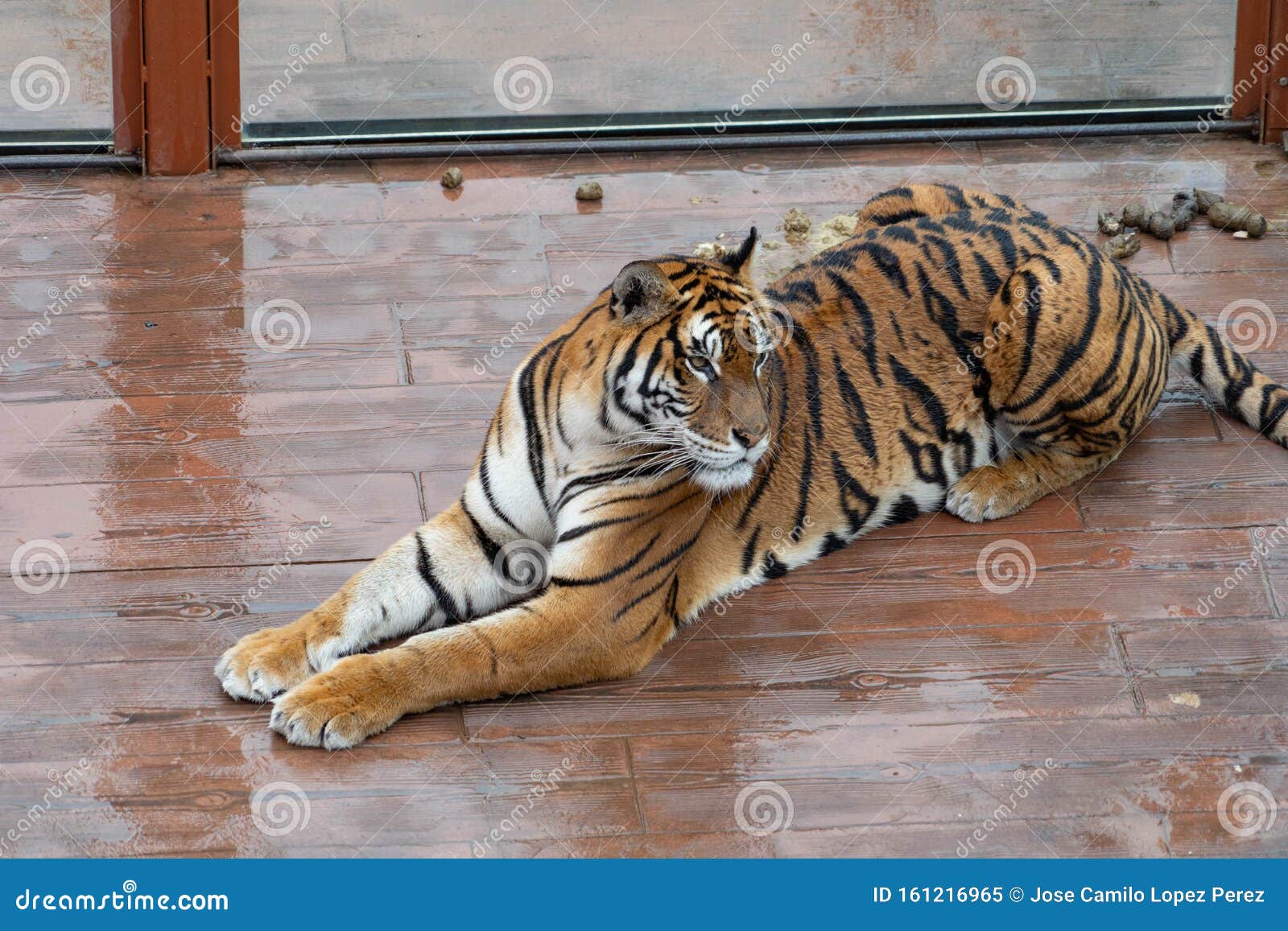 Tiger in a spanish zoo stock image. Image of head, africa - 161216965