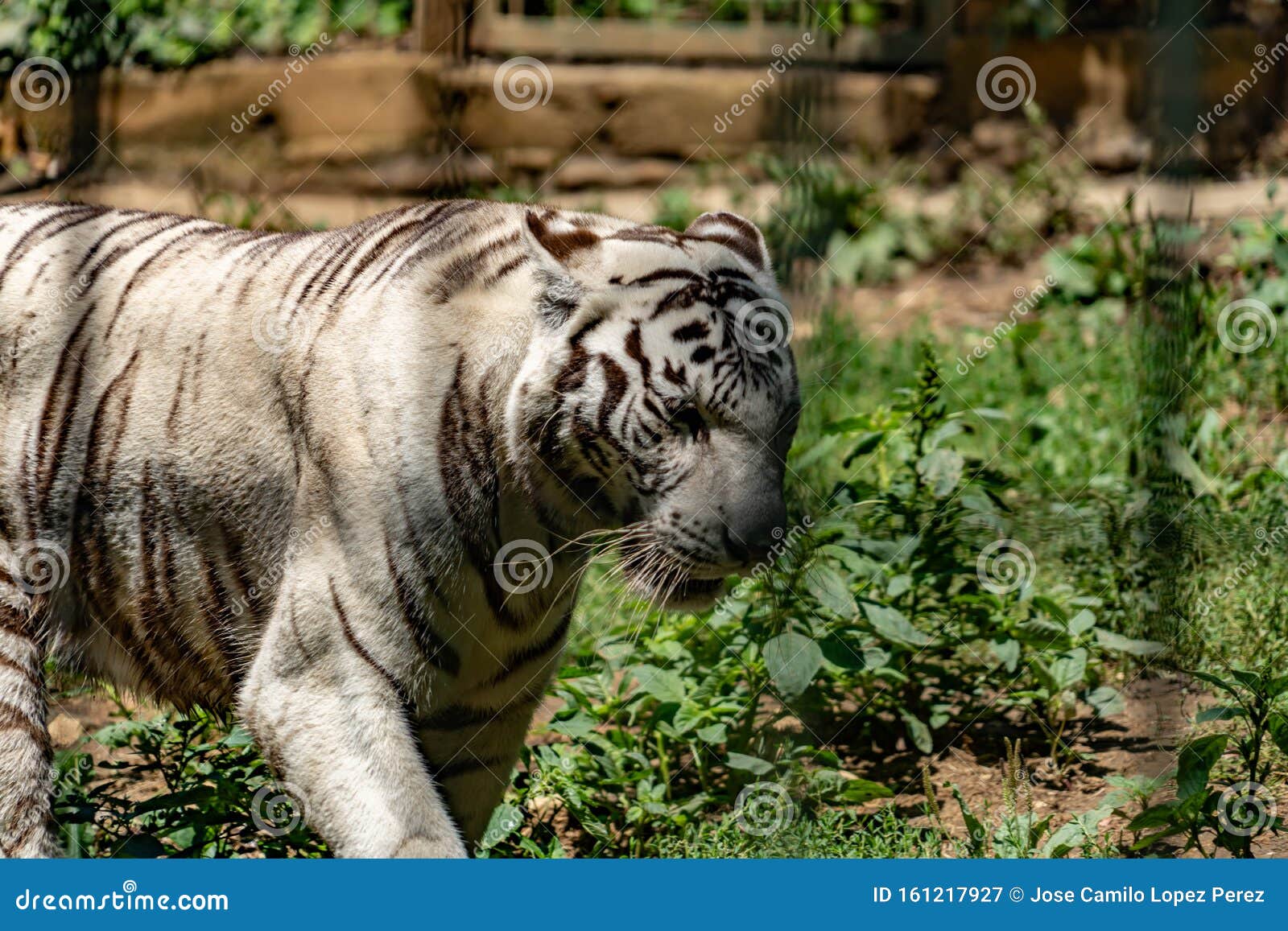 Tiger in a spanish zoo stock image. Image of predator - 161217927