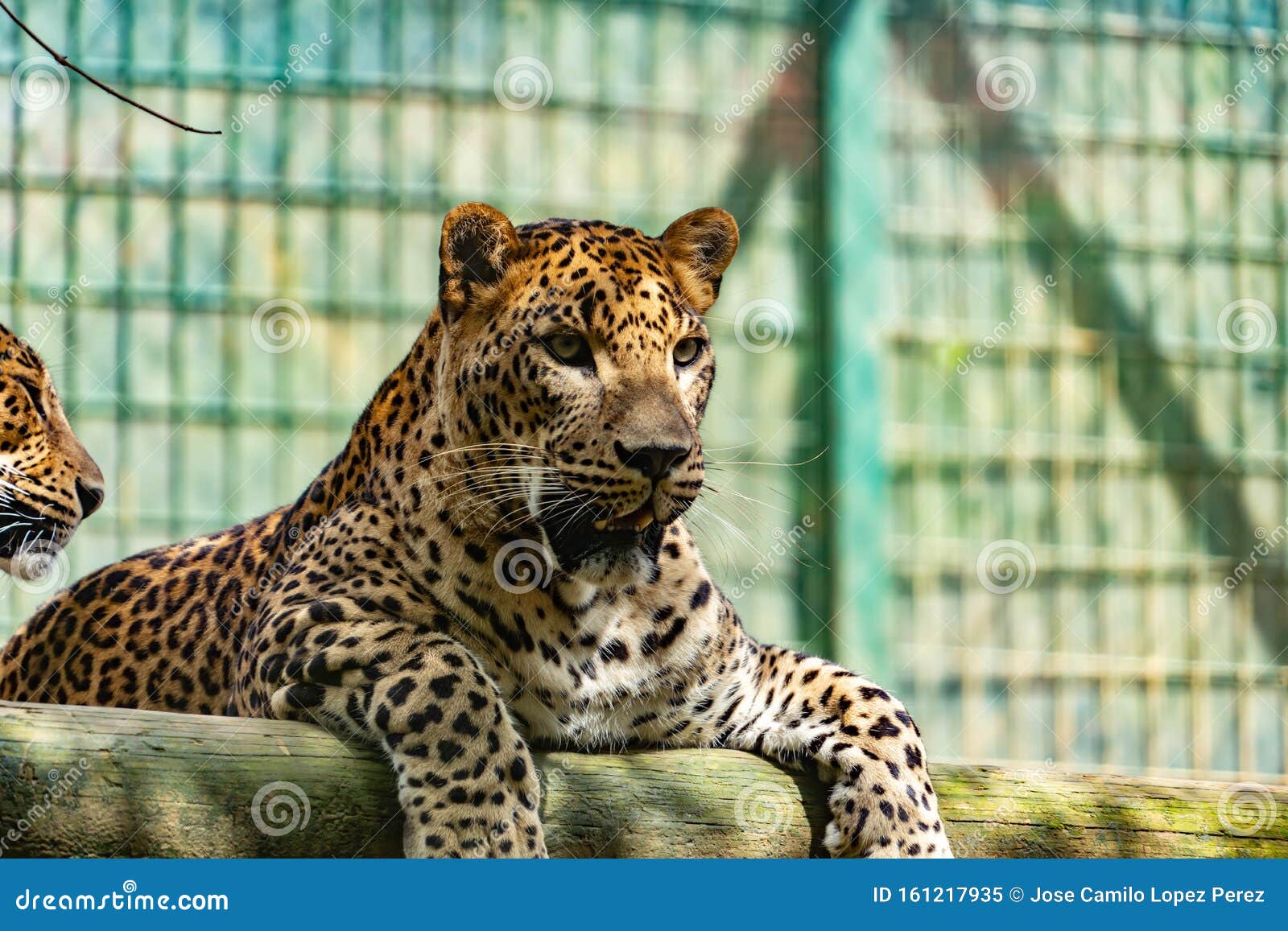 Tiger in a spanish zoo stock image. Image of animal - 161217935