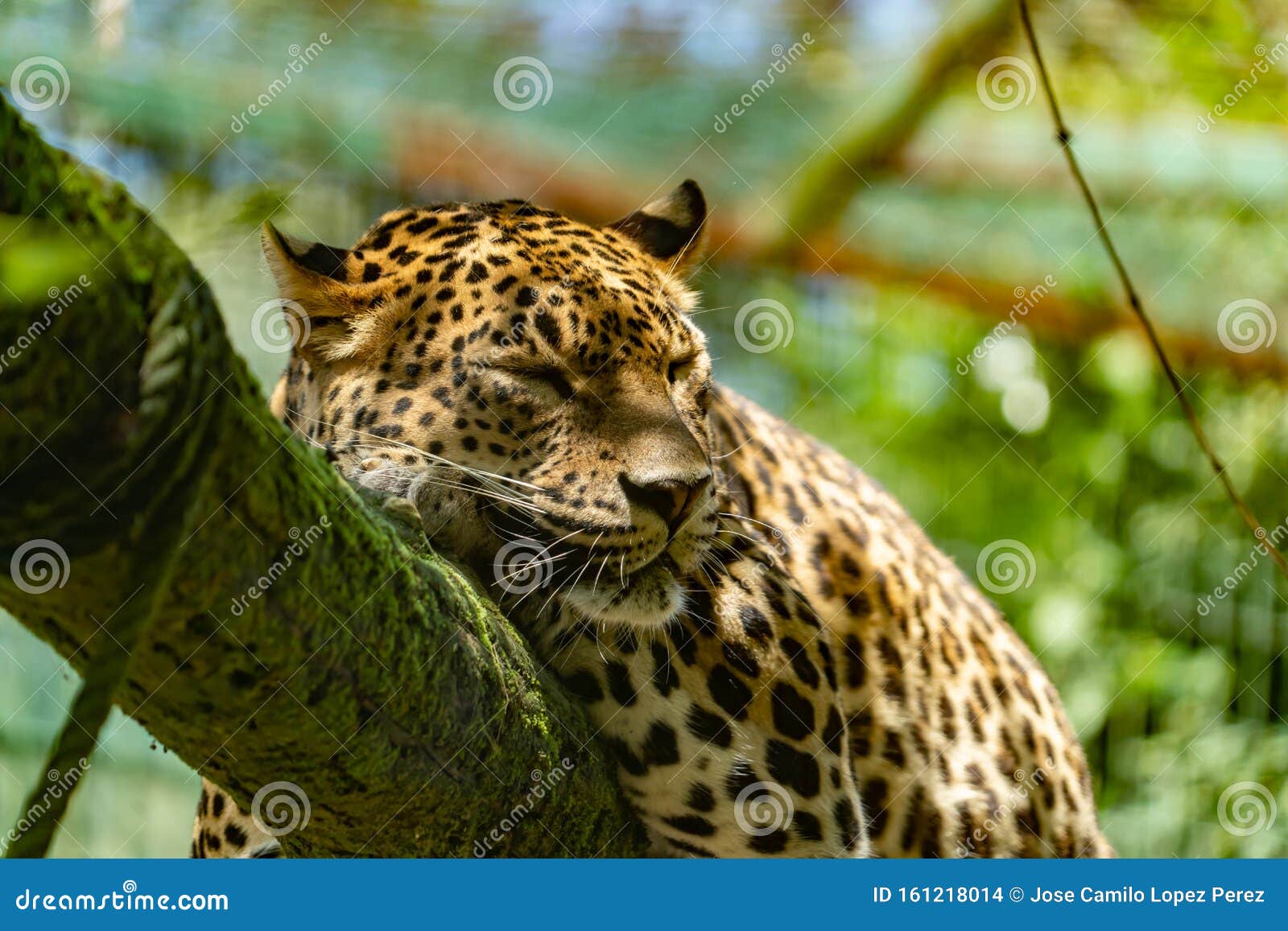 Tiger in a spanish zoo stock photo. Image of park, endangered - 161218014