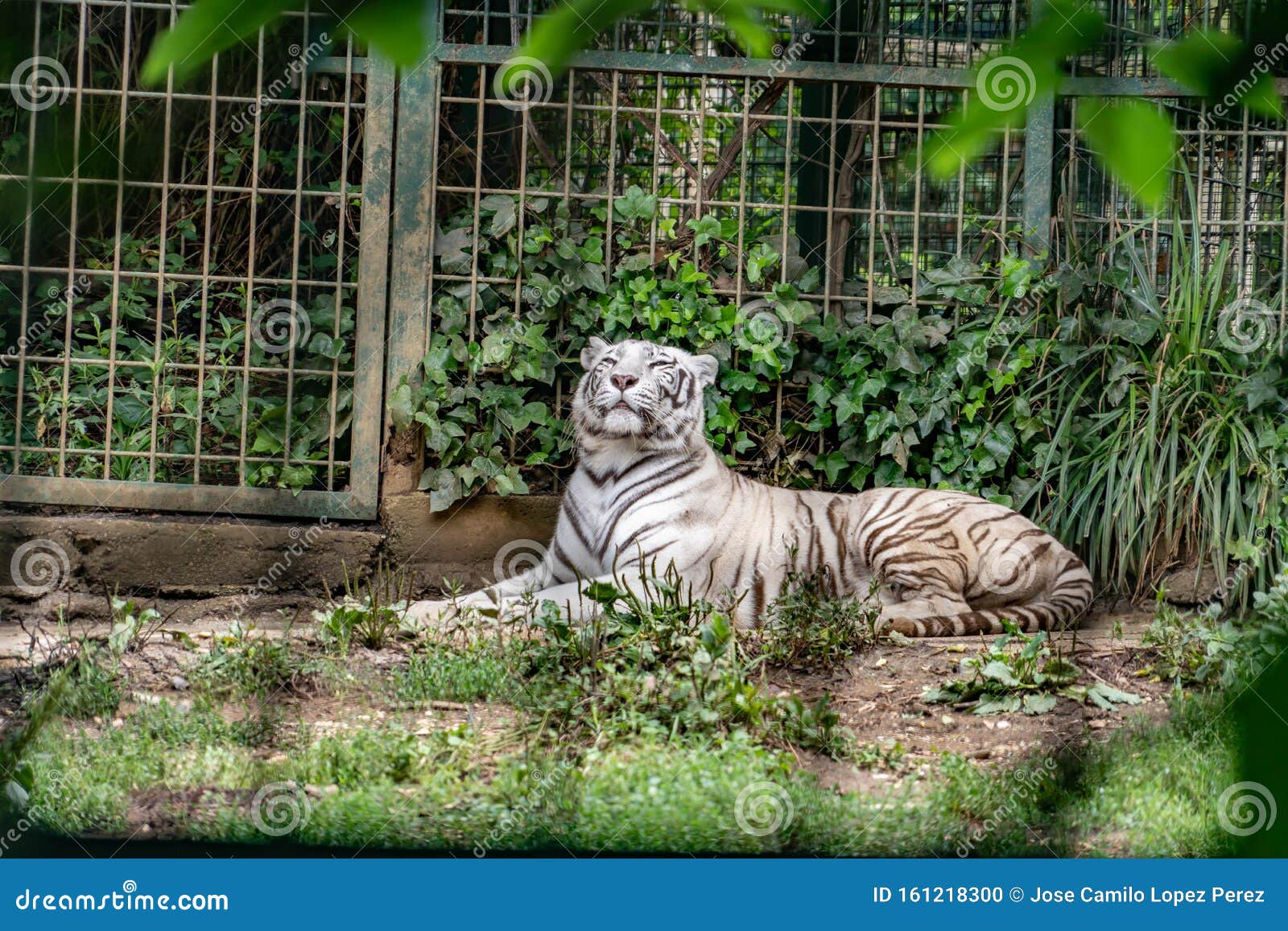 Tiger in a spanish zoo stock photo. Image of color, portrait - 161218300