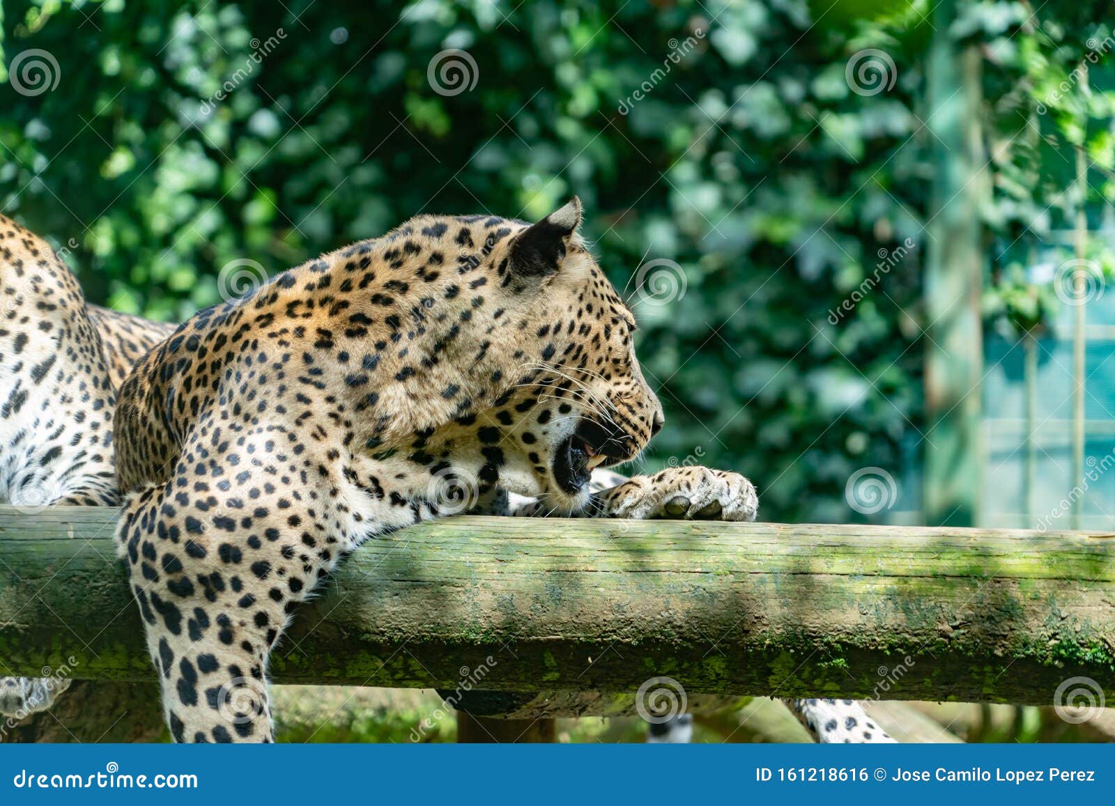 Tiger in a spanish zoo stock photo. Image of park, fauna - 161218616