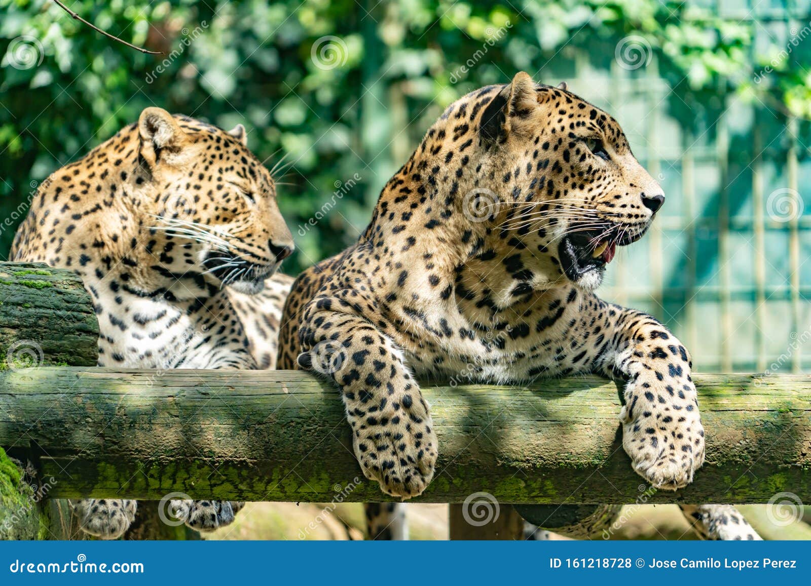 Tiger in a spanish zoo stock photo. Image of head, feline - 161218728