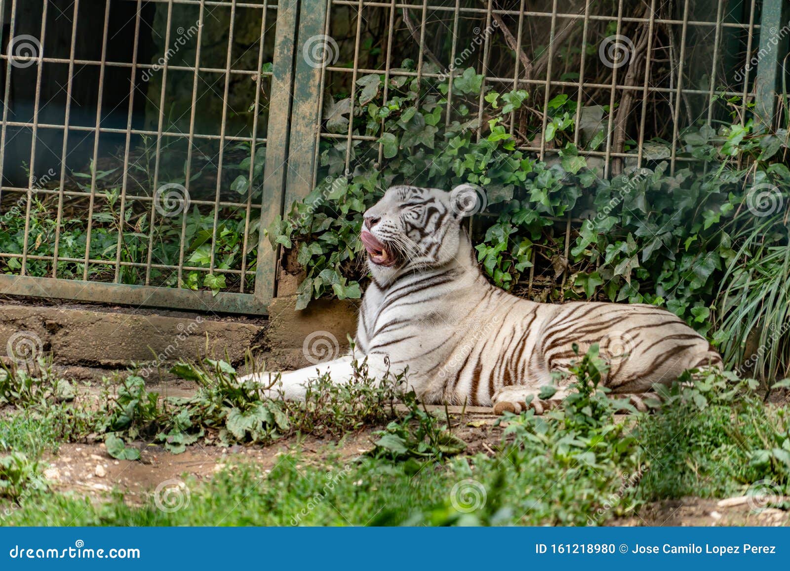 Tiger in a spanish zoo stock photo. Image of hunter - 161218980