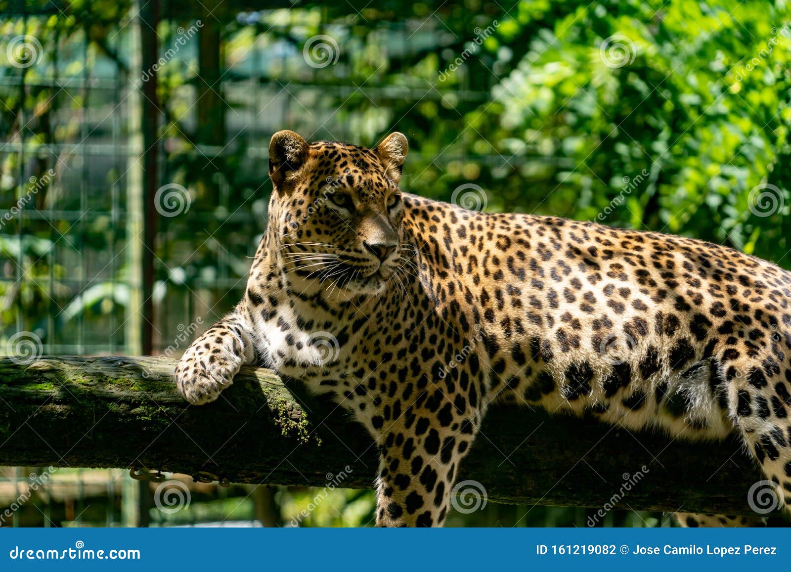 Tiger in a spanish zoo stock photo. Image of safari - 161219082