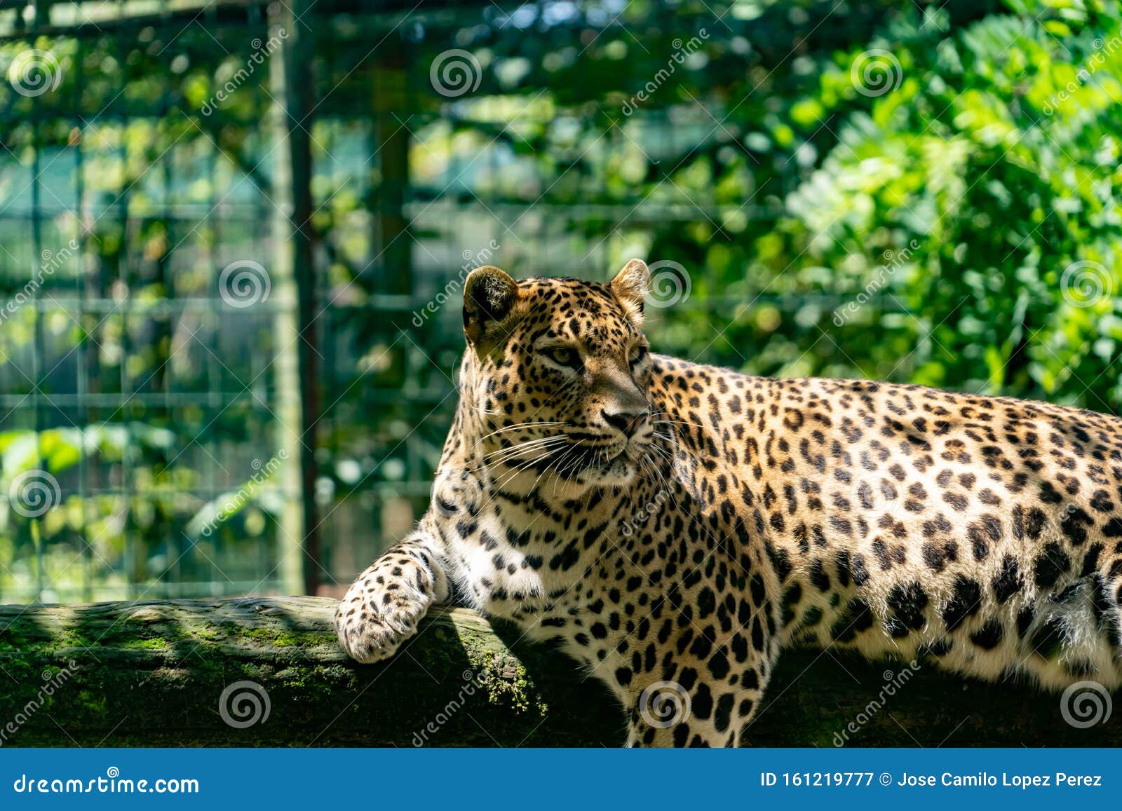 Tiger in a spanish zoo stock image. Image of natural - 161219777