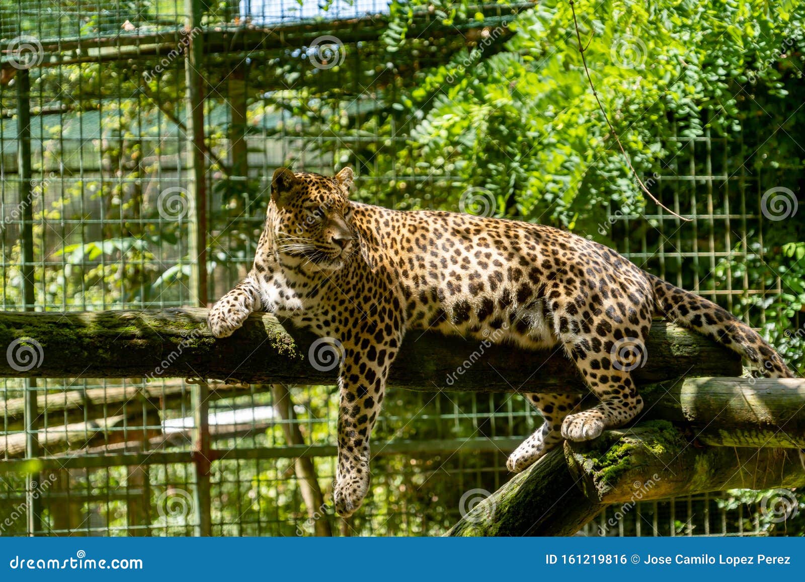 Tiger in a spanish zoo stock photo. Image of portrait - 161219816
