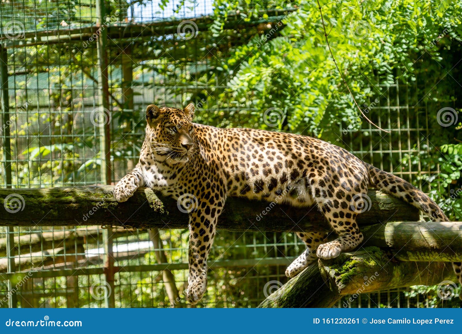 Tiger in a spanish zoo stock image. Image of fauna, danger - 161220261