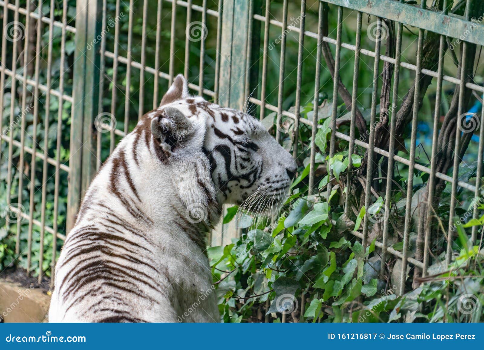 Tiger in a spanish zoo stock image. Image of endangered - 161216817