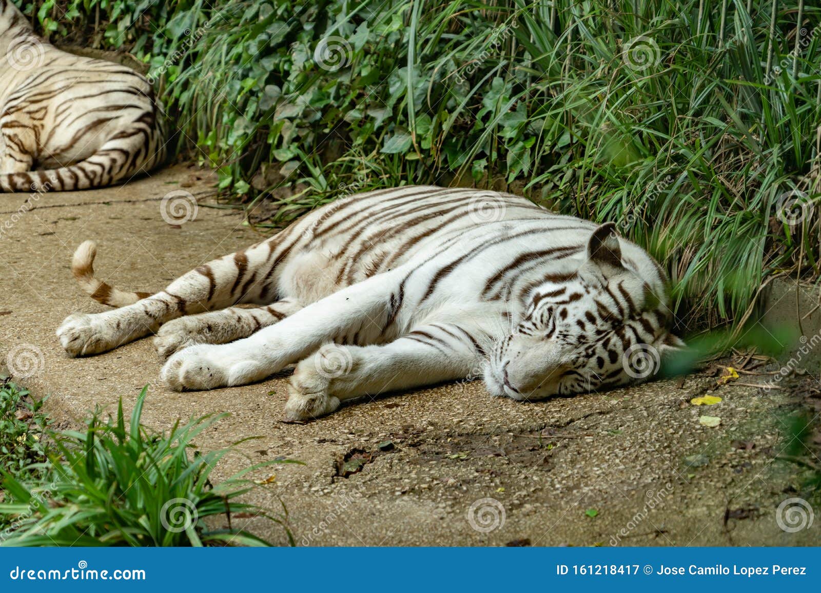 Tiger in a spanish zoo stock image. Image of carnivore - 161218417