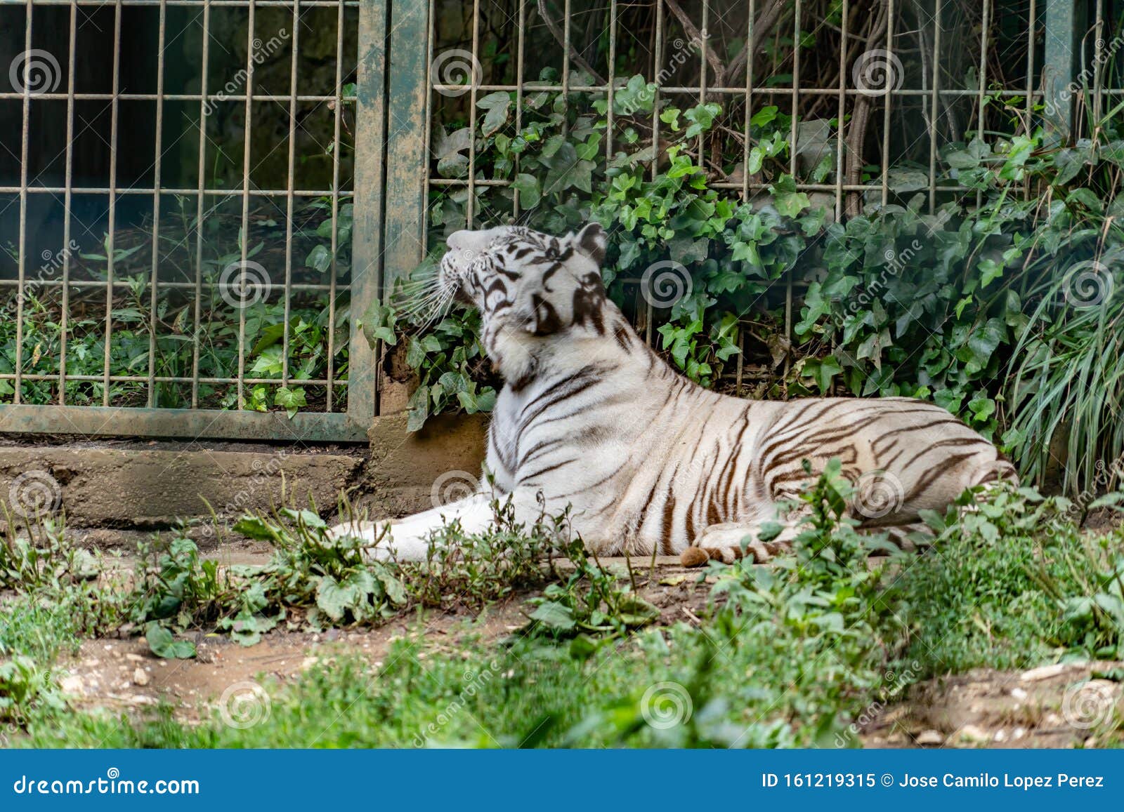 Tiger in a spanish zoo stock image. Image of natural - 161219315