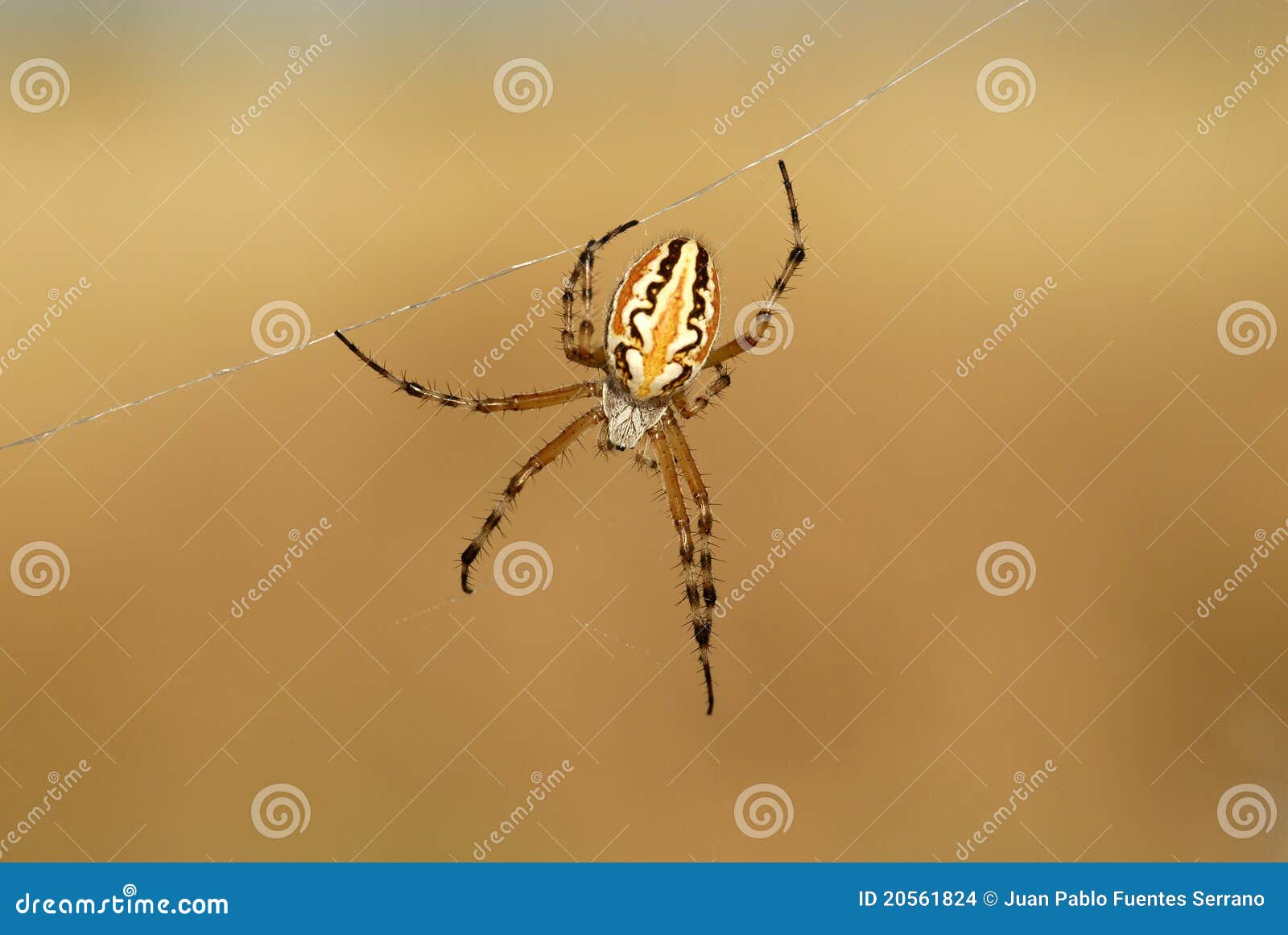 Tiger spider stock photo. Image of composicon, legs, tiger - 20561824