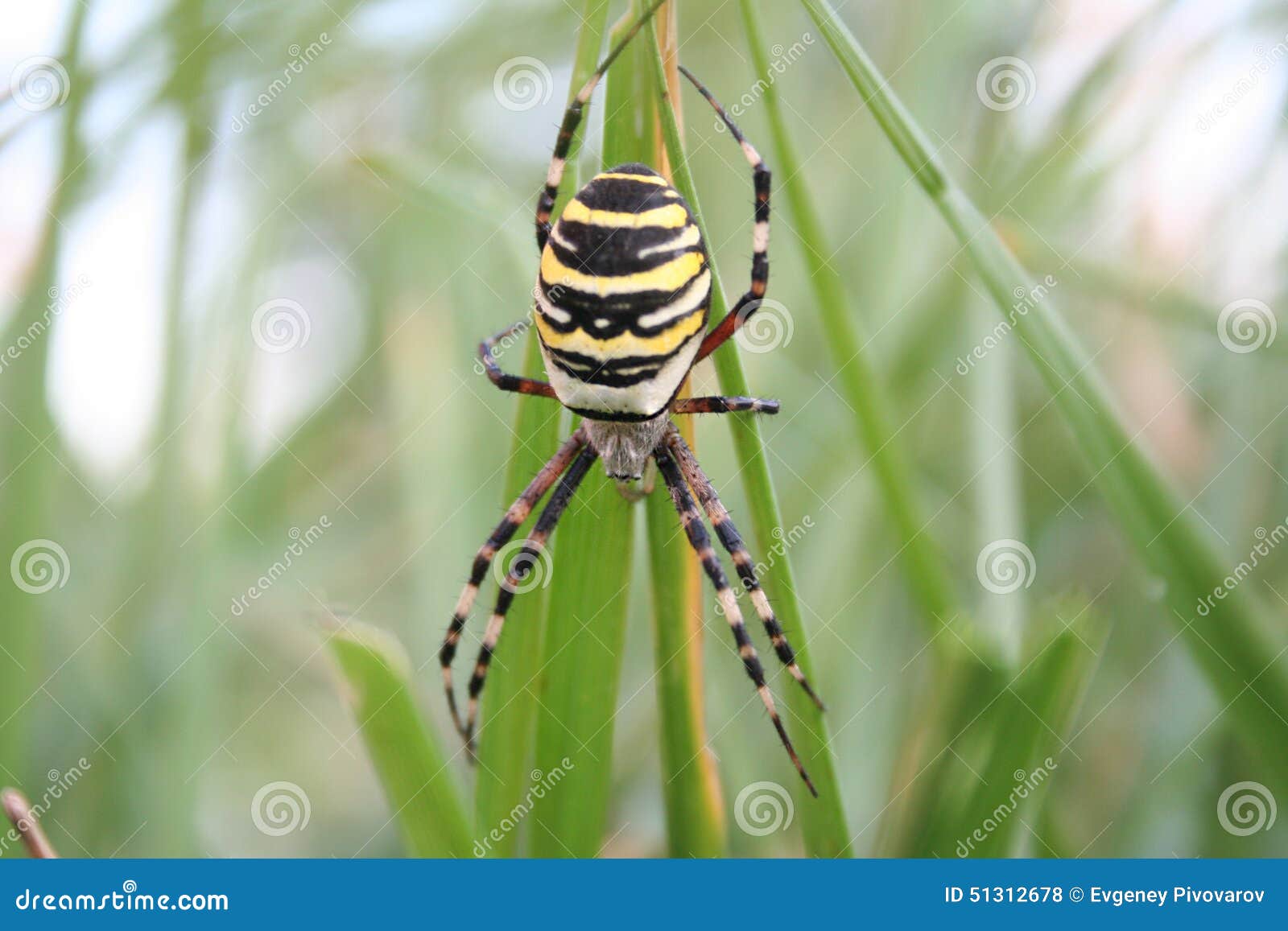 Tiger Spider arkivfoto. Bild av fara, natur, arabiska - 51312678