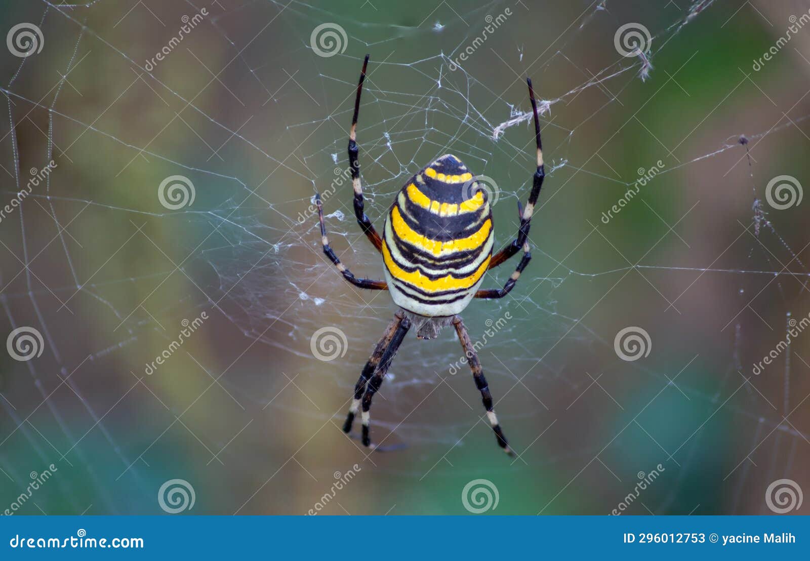 The Tiger Spider, Also Known As the Wasp Spider or Basket Spider Stock ...
